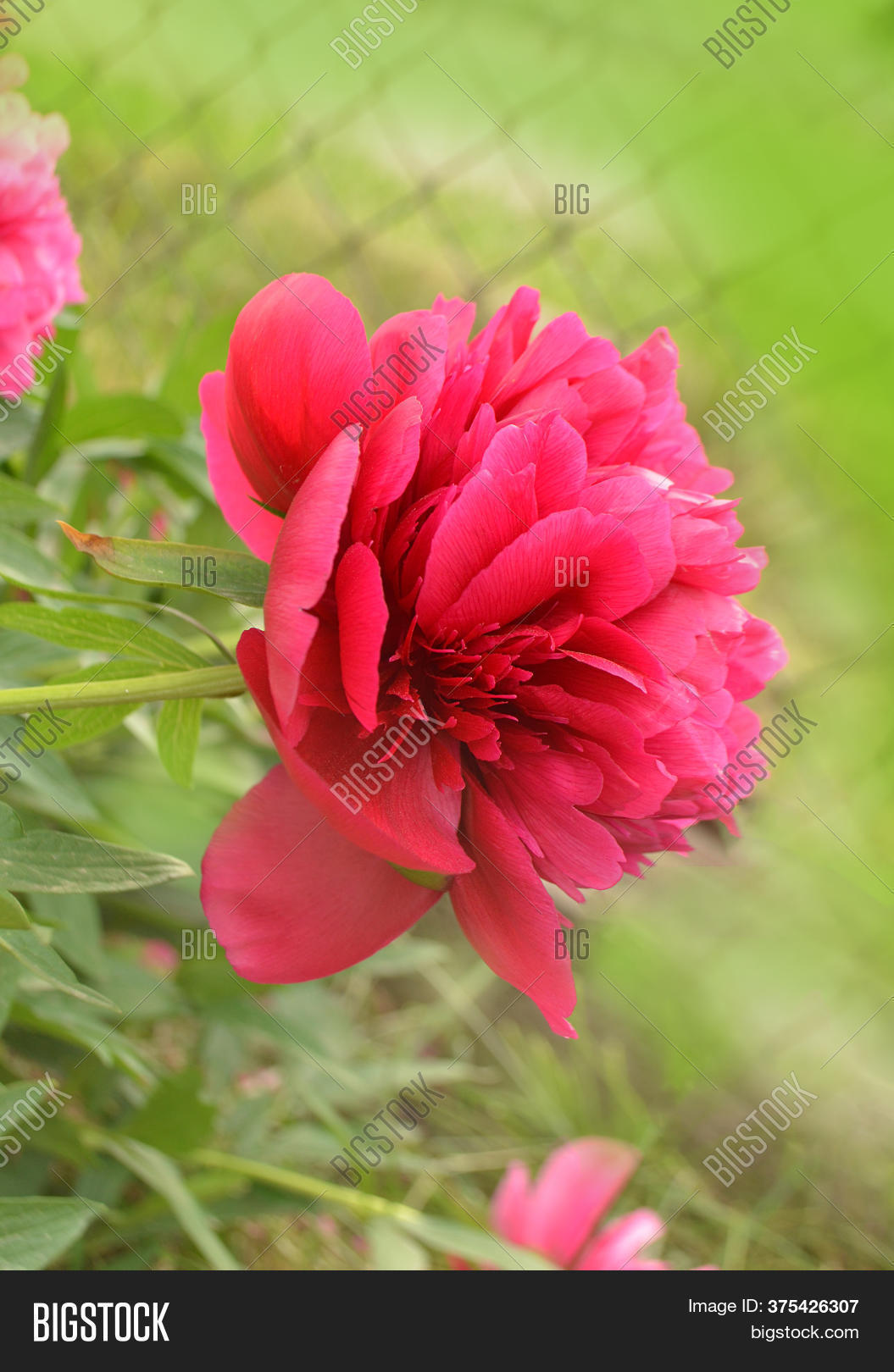 Red Peonies Garden. Image & Photo (Free Trial) | Bigstock