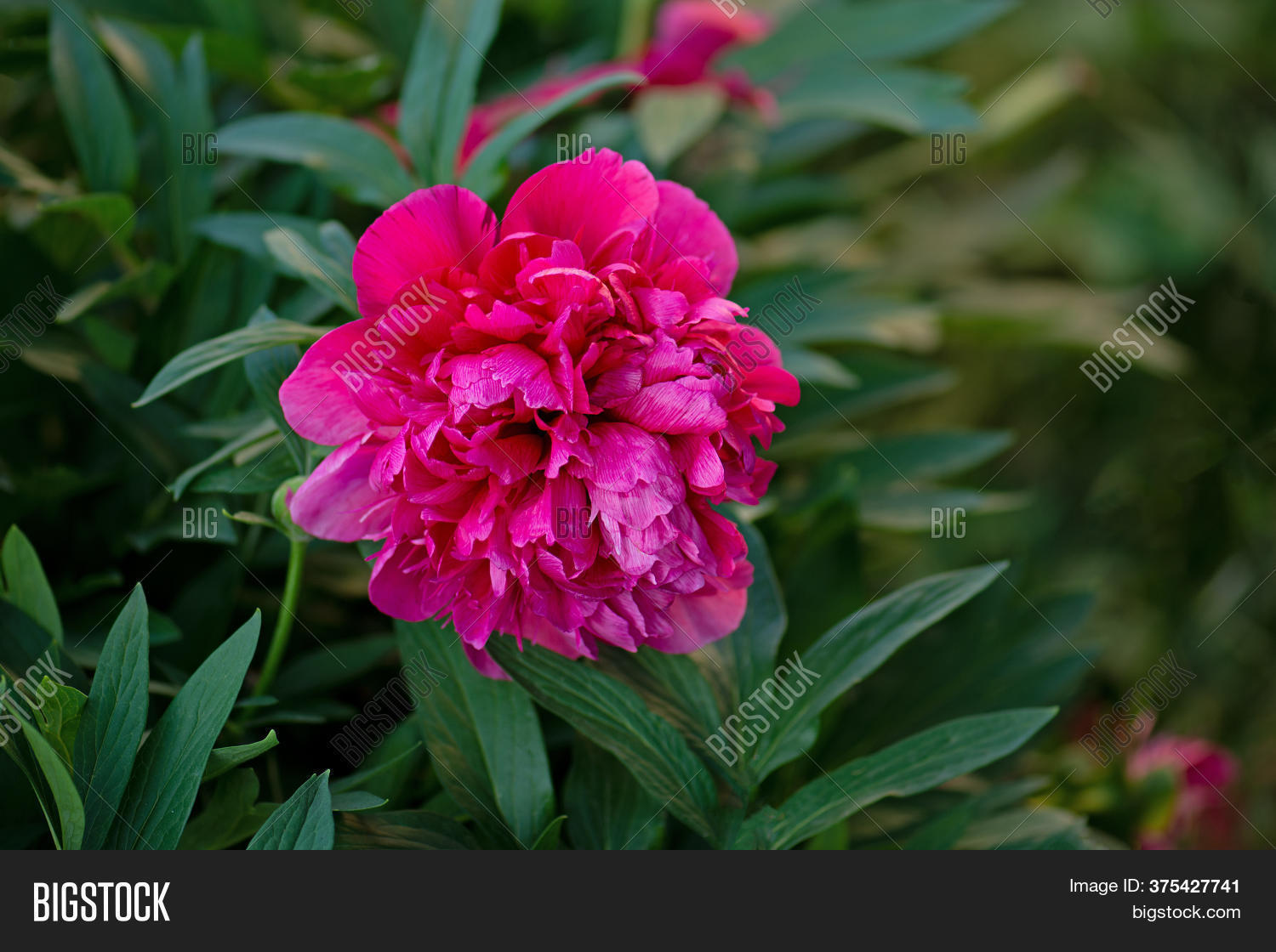 Red Pink Peonies. Red Image & Photo (Free Trial) | Bigstock
