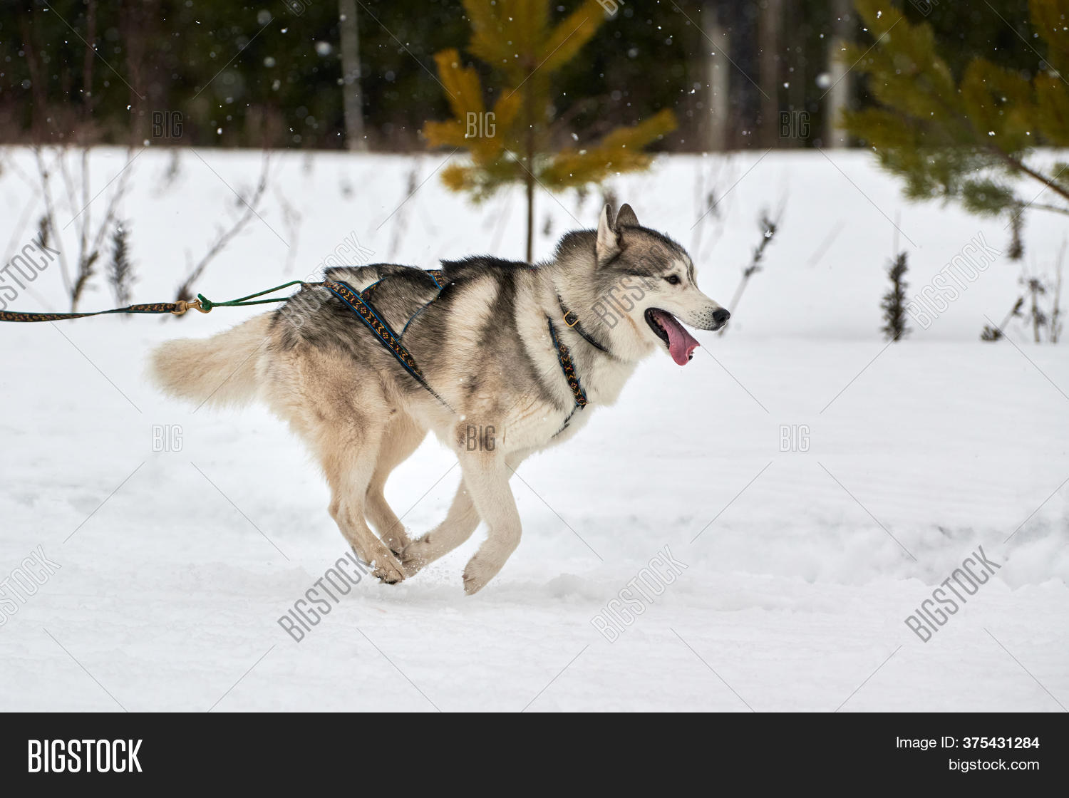 Running Husky Dog On Image & Photo (Free Trial) | Bigstock