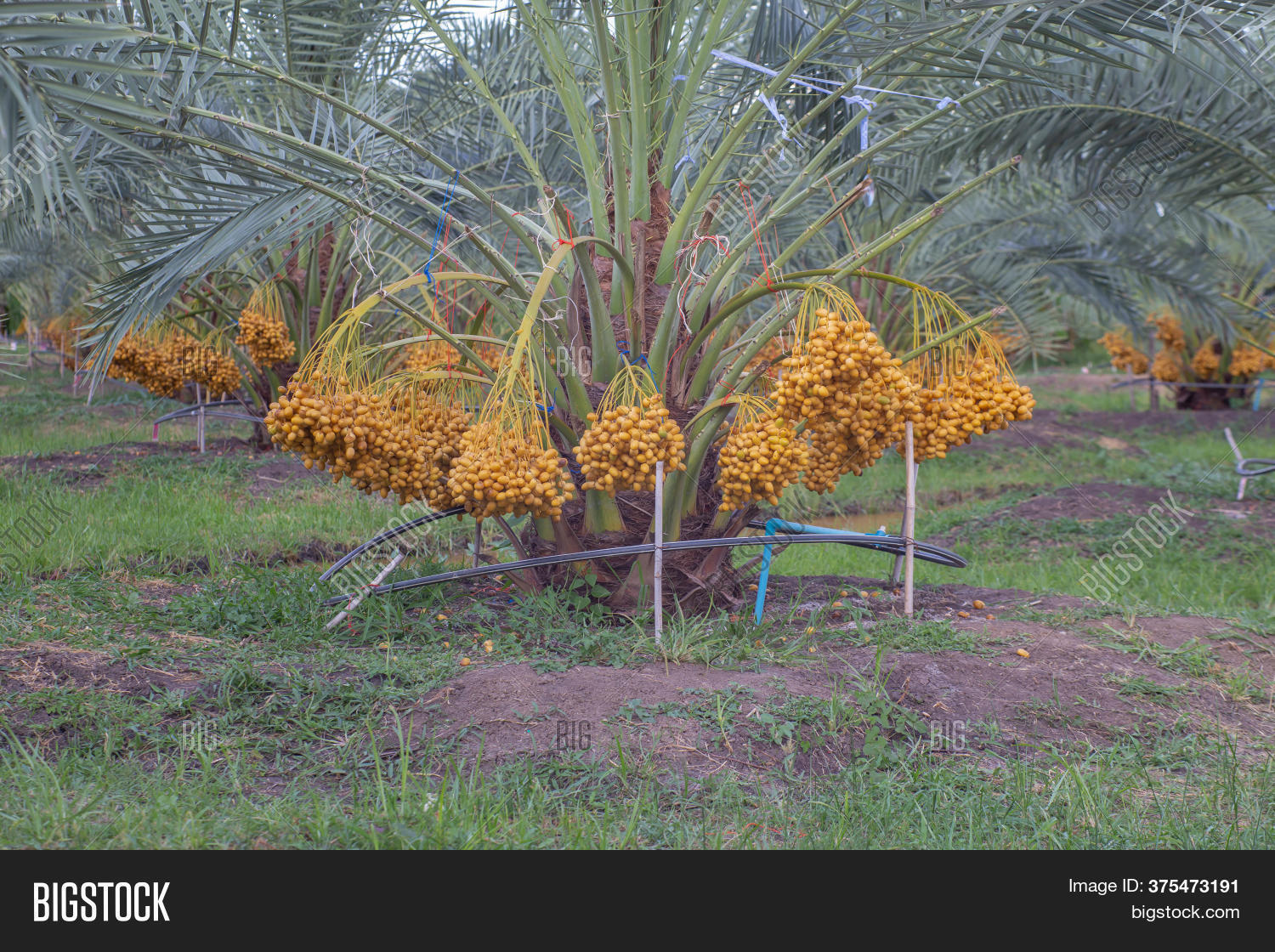 Imagen y foto Bunch Palm Fruit (prueba gratis) | Bigstock