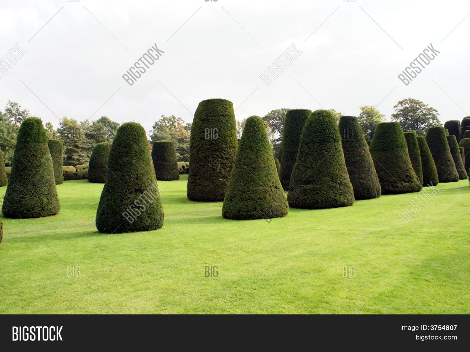 Yew Topiary Image & Photo (Free Trial) | Bigstock