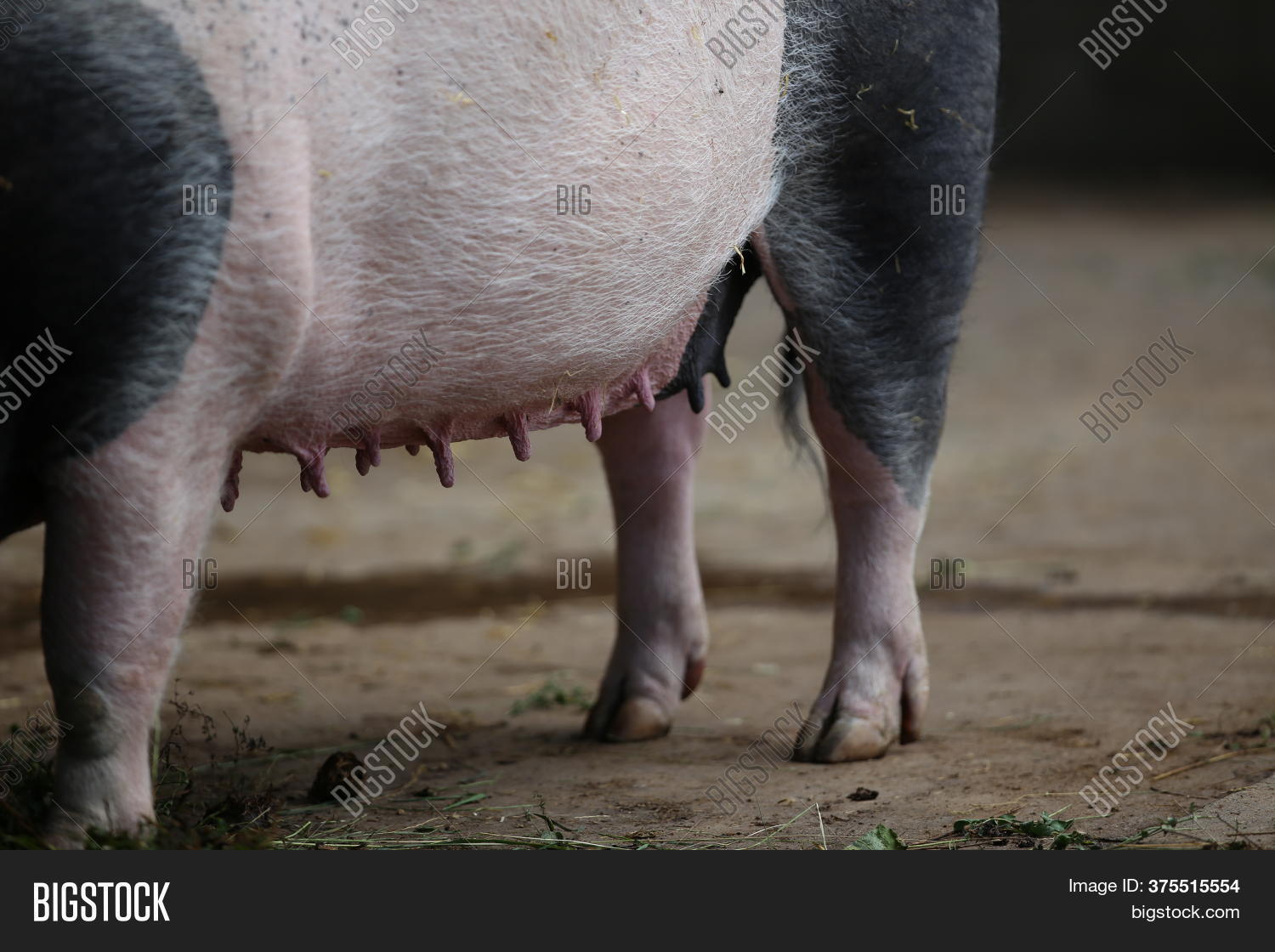 Mother Pig, Nipple Image & Photo (Free Trial) | Bigstock