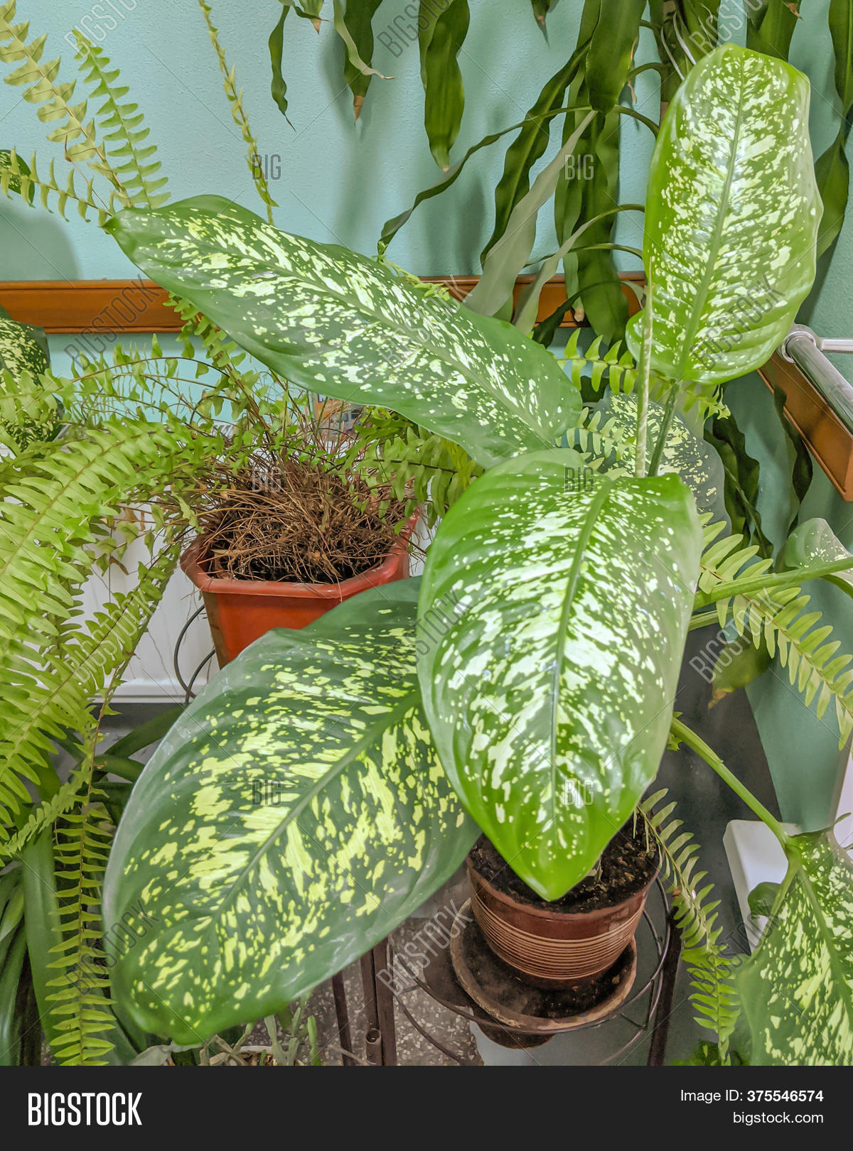 Green Indoor Plants Image & Photo (Free Trial) | Bigstock
