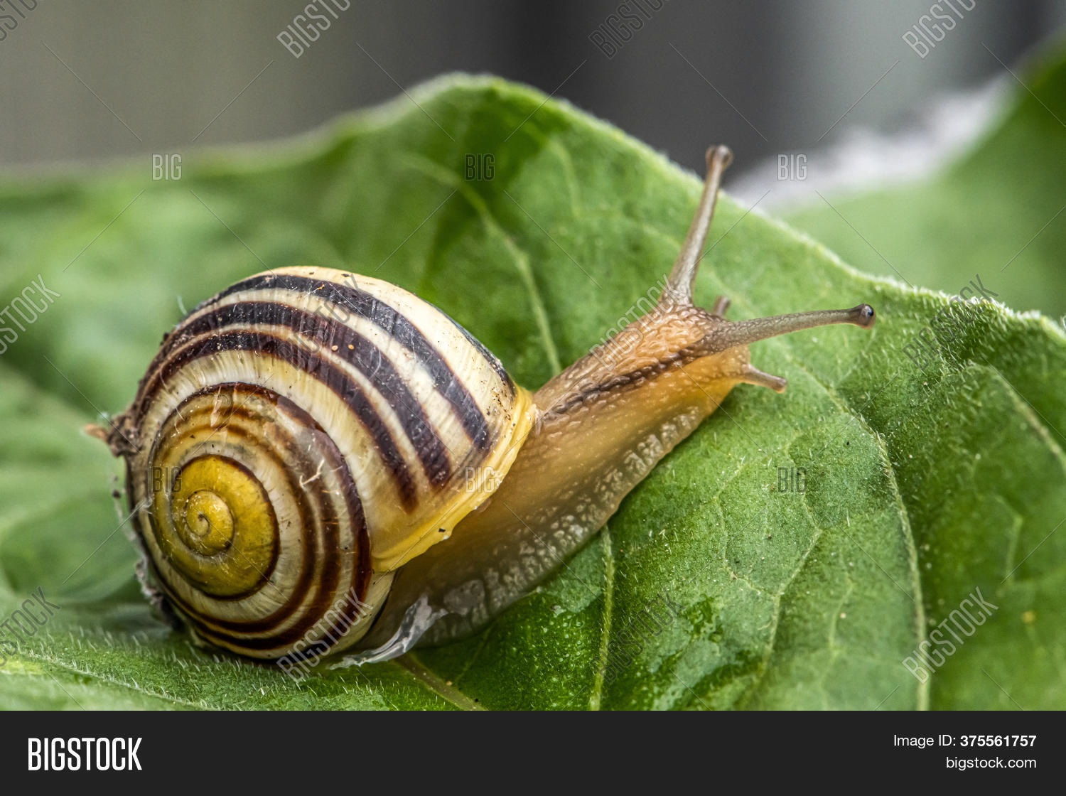 Burgundy Snail Helix Image & Photo (Free Trial) | Bigstock