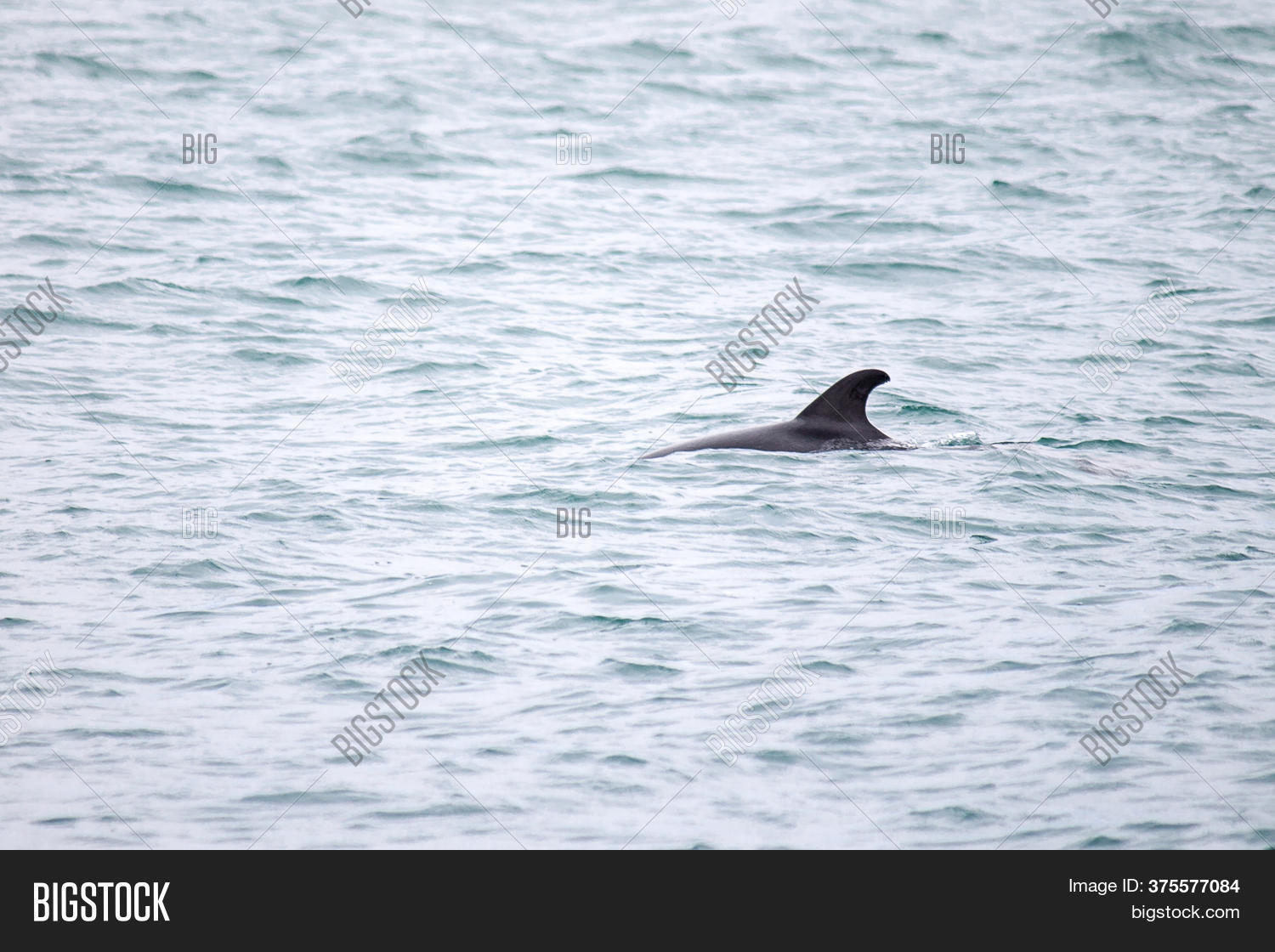 Dolphin Swims Sea. Image & Photo (Free Trial) | Bigstock