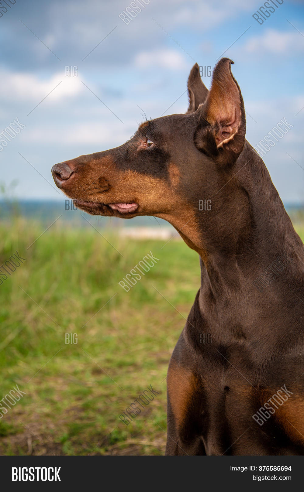 Doberman Head Profile