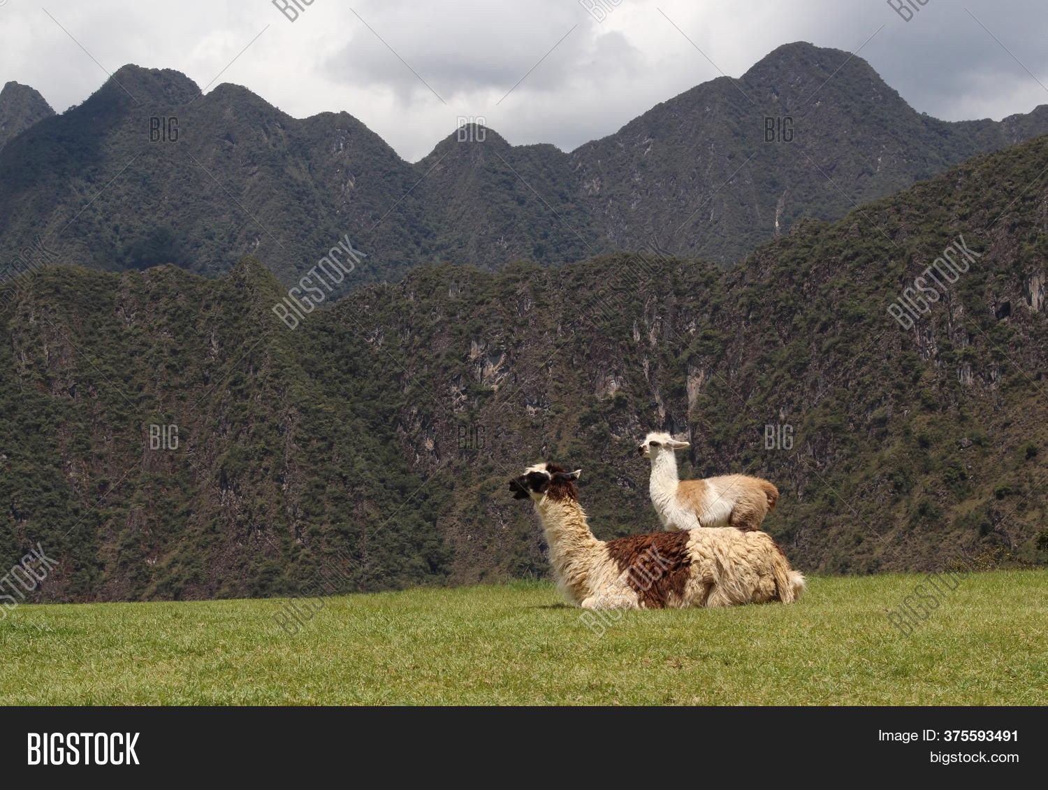 Two Llamas, Mother Image & Photo (Free Trial) | Bigstock