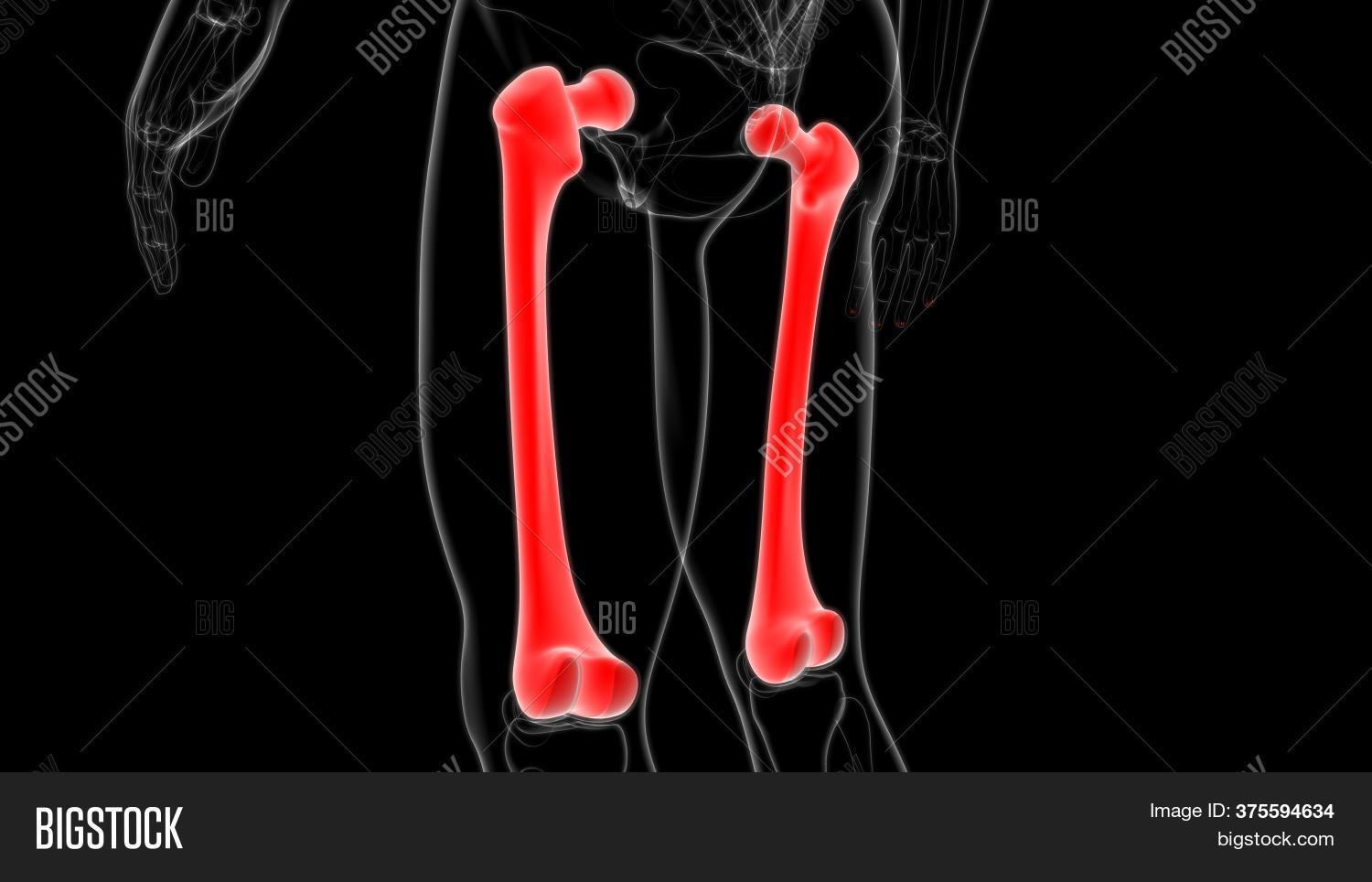 Human Skeleton Anatomy Image & Photo (Free Trial) | Bigstock