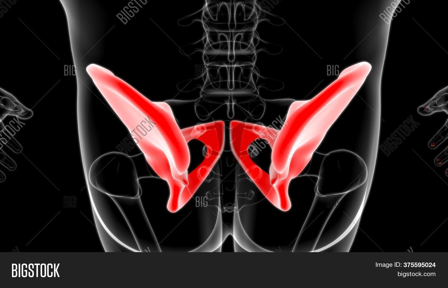 Human Skeleton Hip Image & Photo (Free Trial) | Bigstock