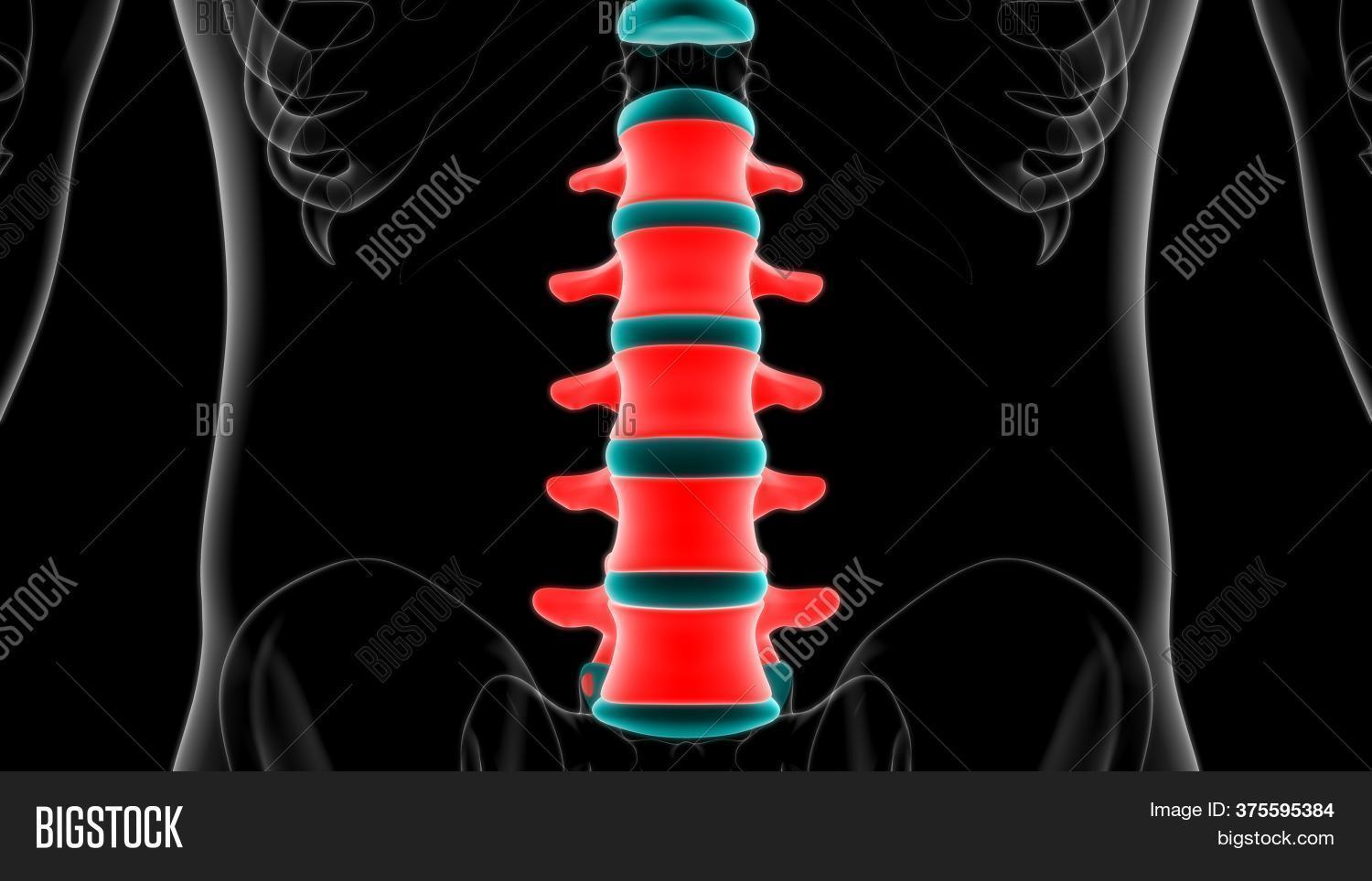 Human Skeleton Image & Photo (Free Trial) | Bigstock
