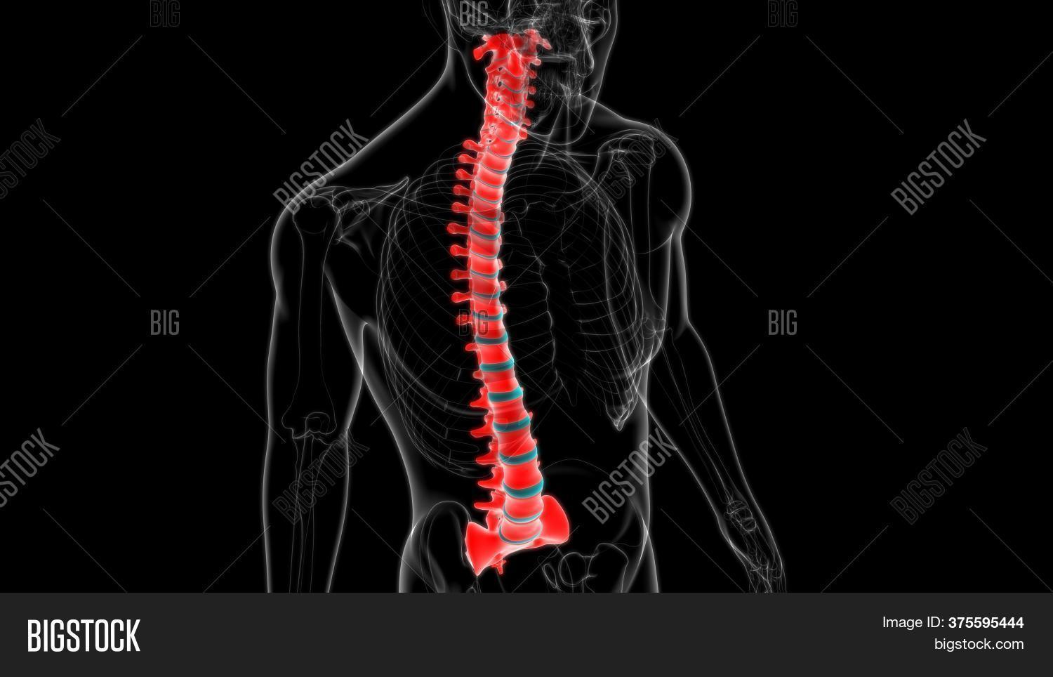 Human Skeleton Image & Photo (Free Trial) | Bigstock