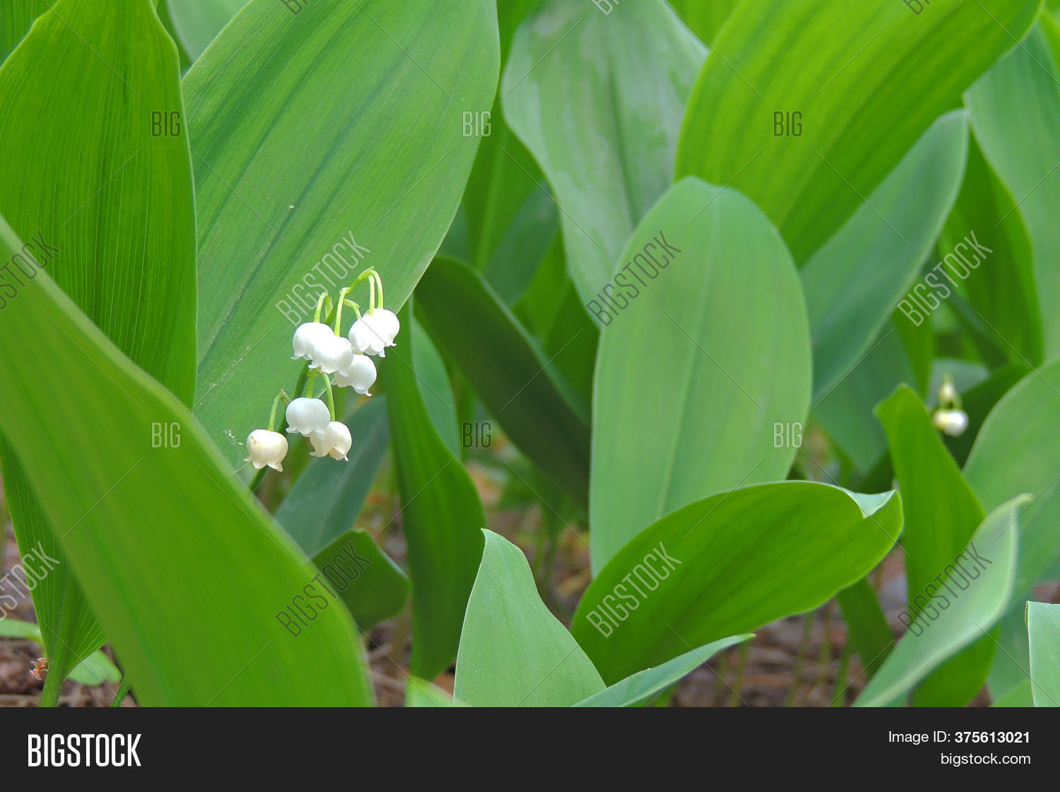 Forest Landyshi- Thick Image & Photo (Free Trial) | Bigstock