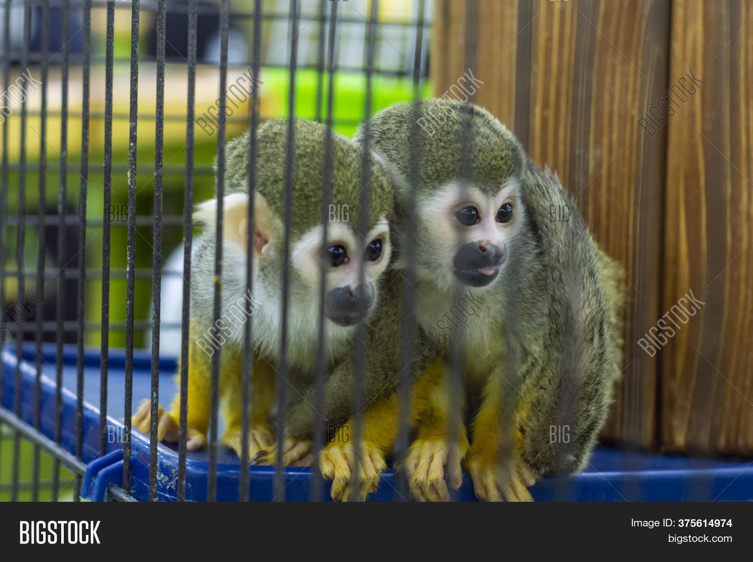 Two Monkeys. Dwarf Image & Photo (Free Trial) | Bigstock