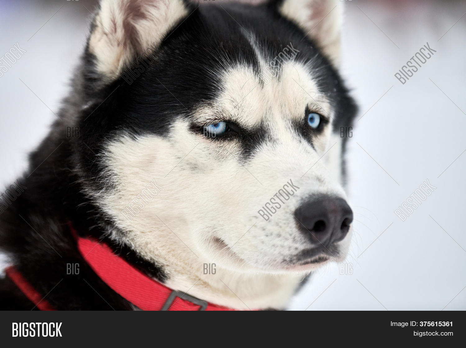 Husky Sled Dog Face, Image & Photo (Free Trial) | Bigstock