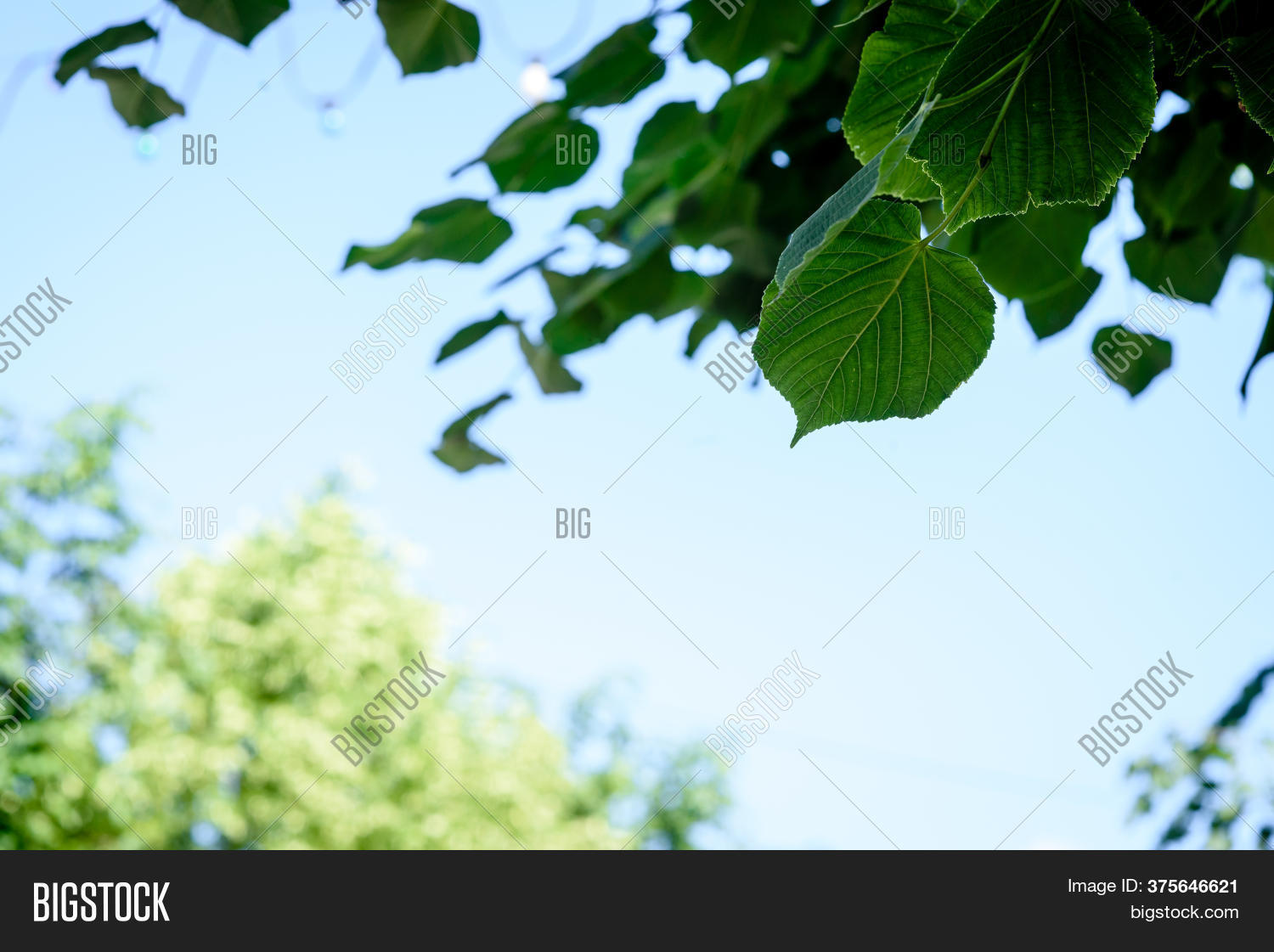 Tree Foliage Seen Image & Photo (Free Trial) | Bigstock