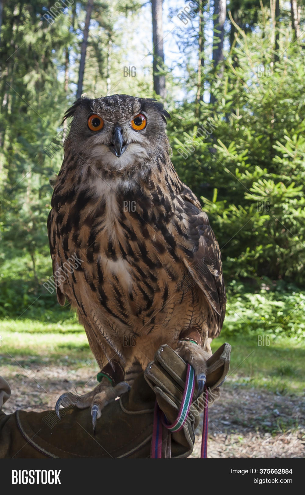 Portrait Bubo Bubo - Image & Photo (Free Trial) | Bigstock