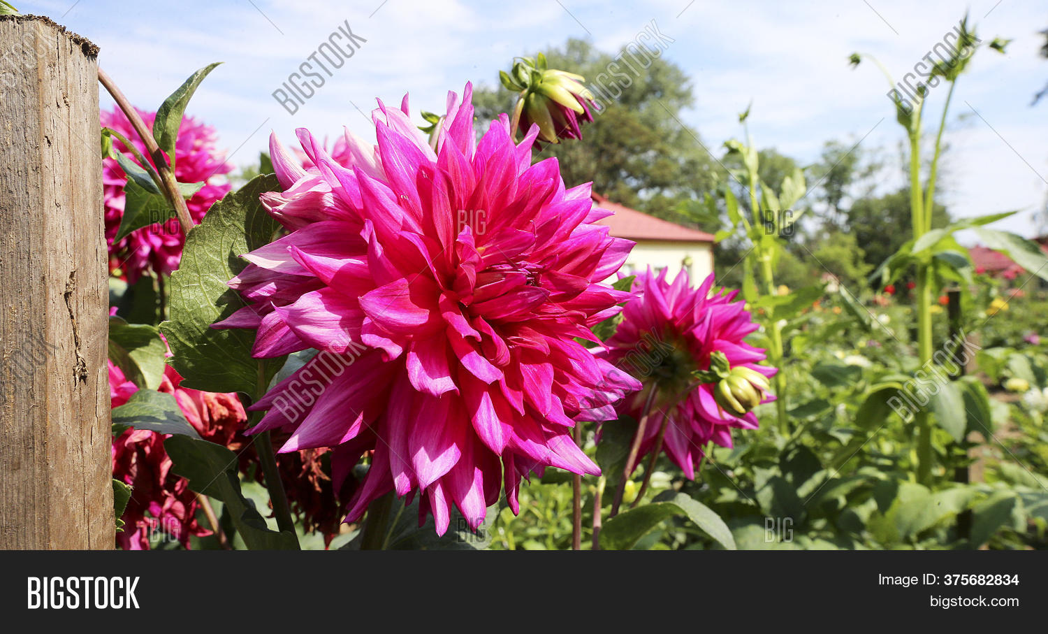 Dahlia Lovely Big Image & Photo (Free Trial) | Bigstock