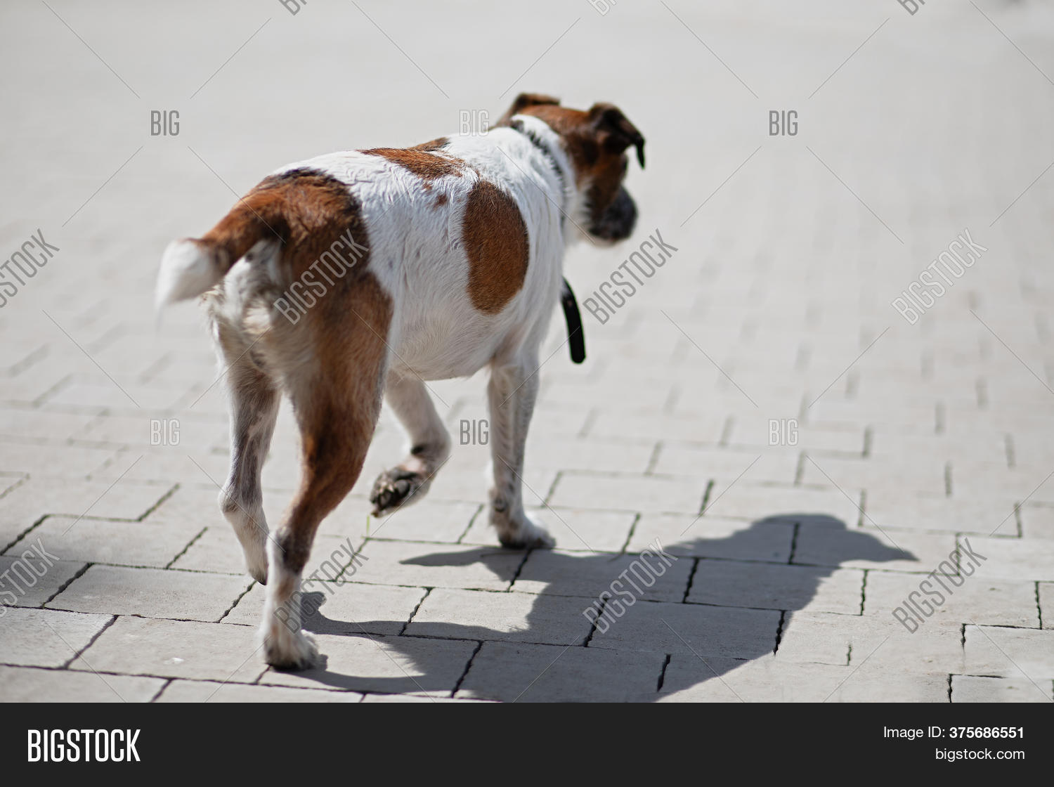 Dog Collar Lost Image & Photo (Free Trial) | Bigstock