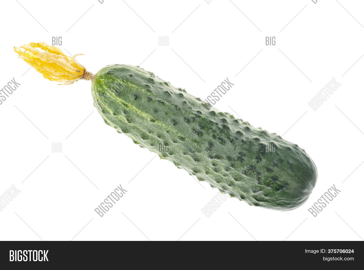 Fresh Green Cucumber Image & Photo (Free Trial) | Bigstock