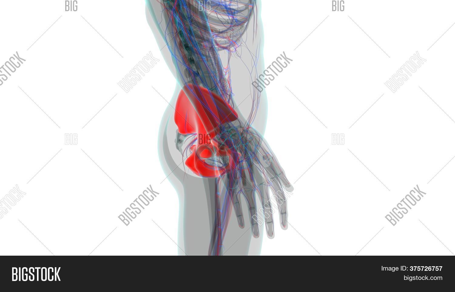 Human Skeleton Hip Image & Photo (Free Trial) | Bigstock
