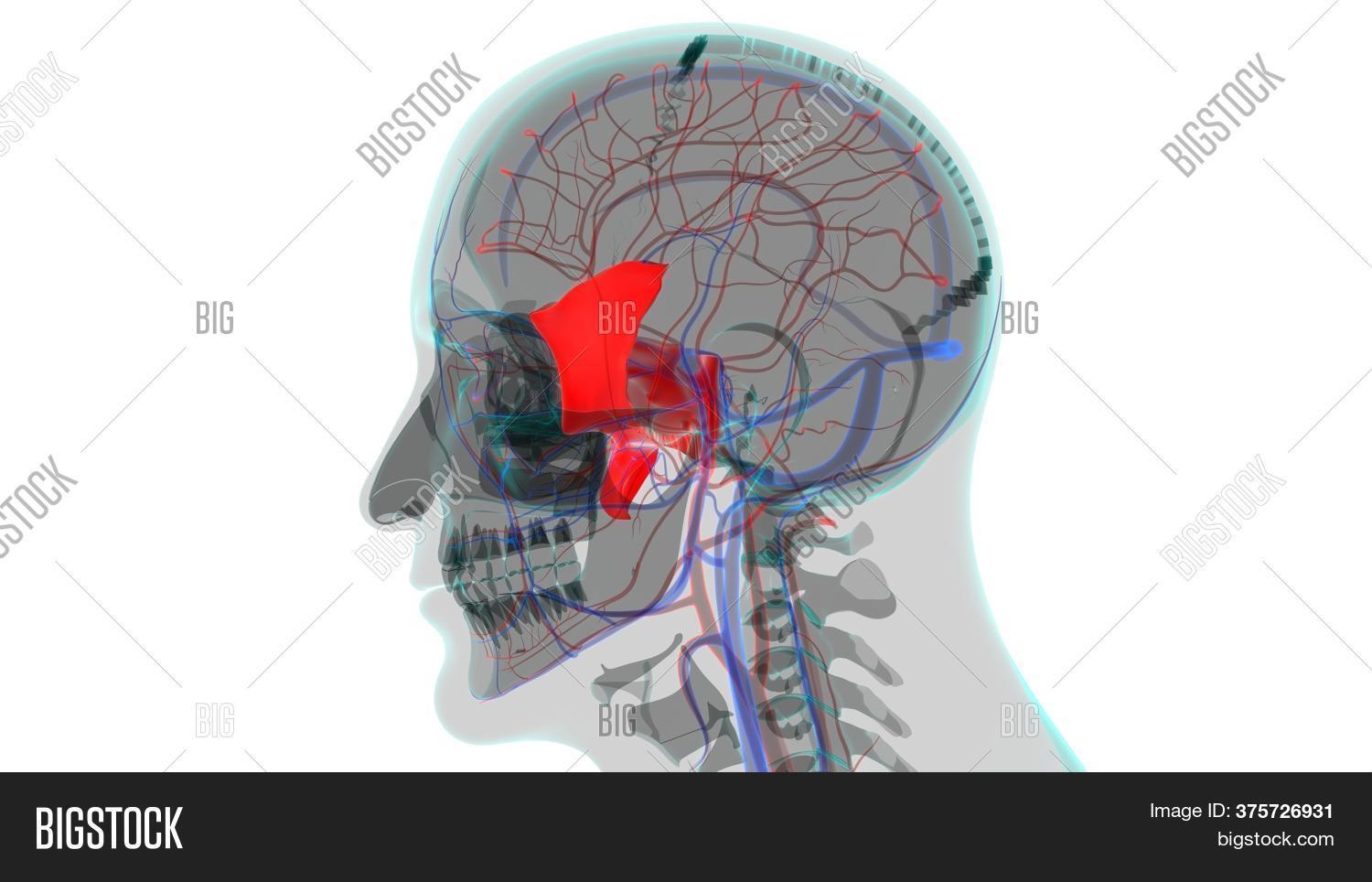 Human Skeleton Skull Image & Photo (Free Trial) | Bigstock
