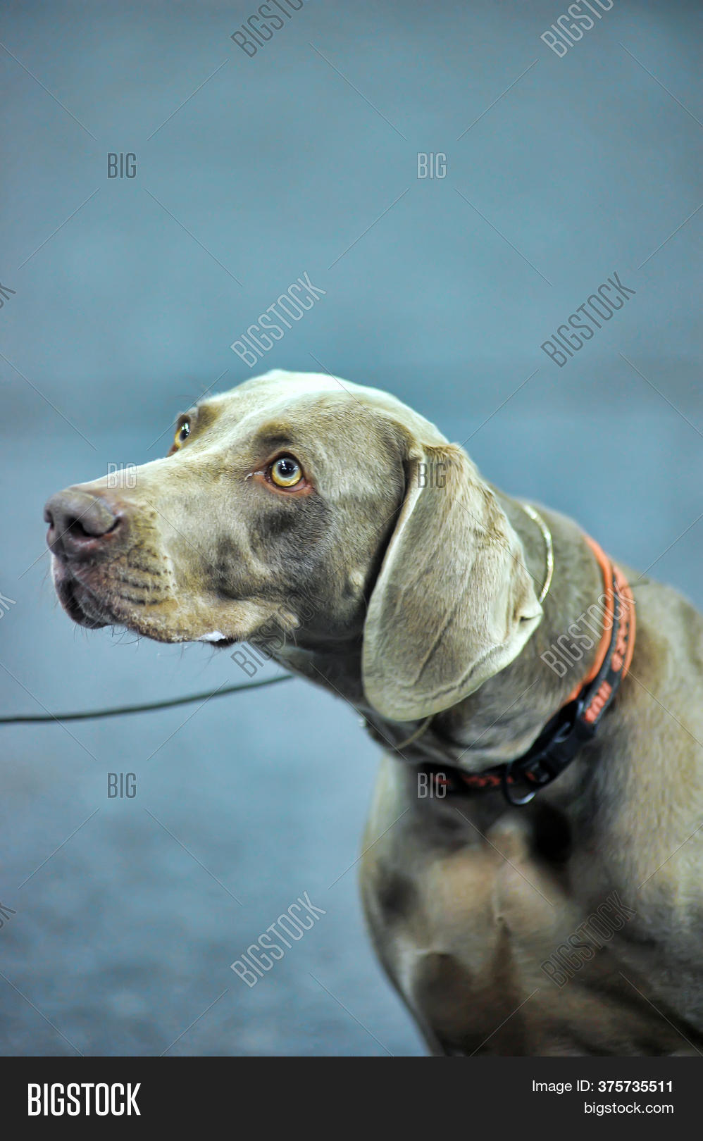 Beautiful Weimaraner Image & Photo (Free Trial) | Bigstock