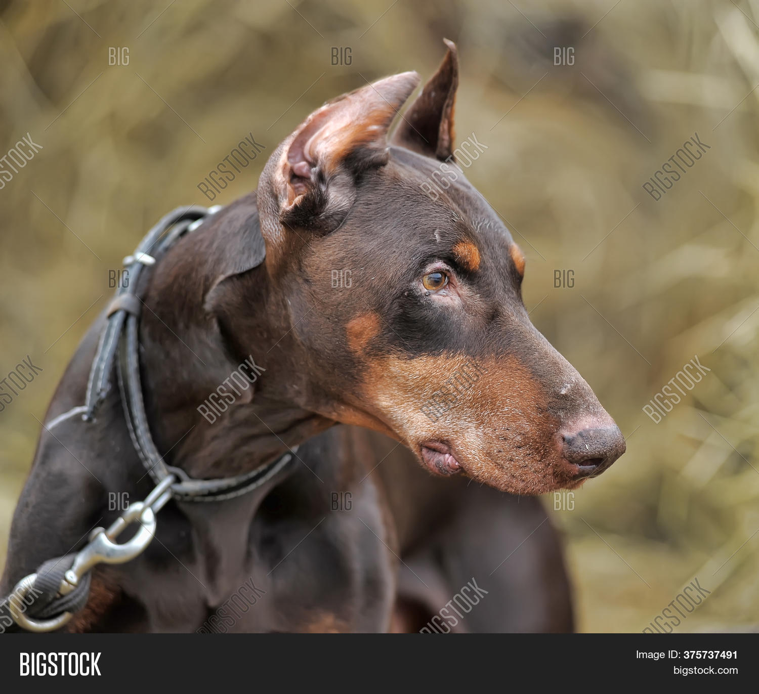 Brown Doberman Image & Photo (Free Trial) | Bigstock