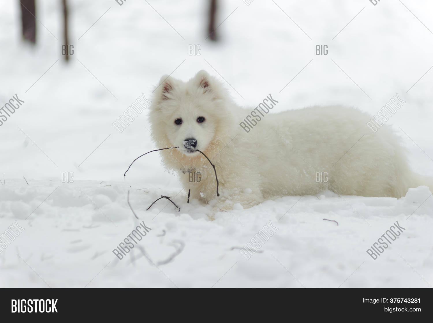 Samoyed Puppy Winter Image & Photo (Free Trial) | Bigstock