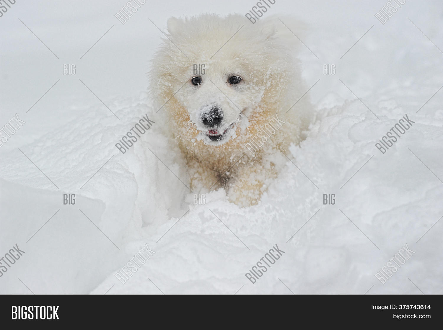 Samoyed Puppy Snow Image & Photo (Free Trial) | Bigstock