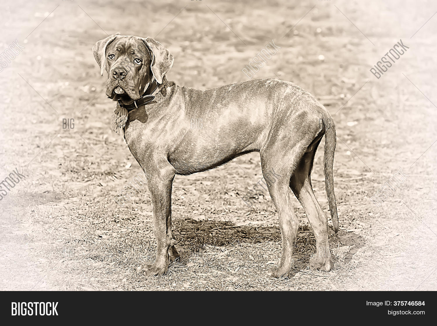 Gray Cane Corso Puppy Image & Photo (Free Trial) | Bigstock