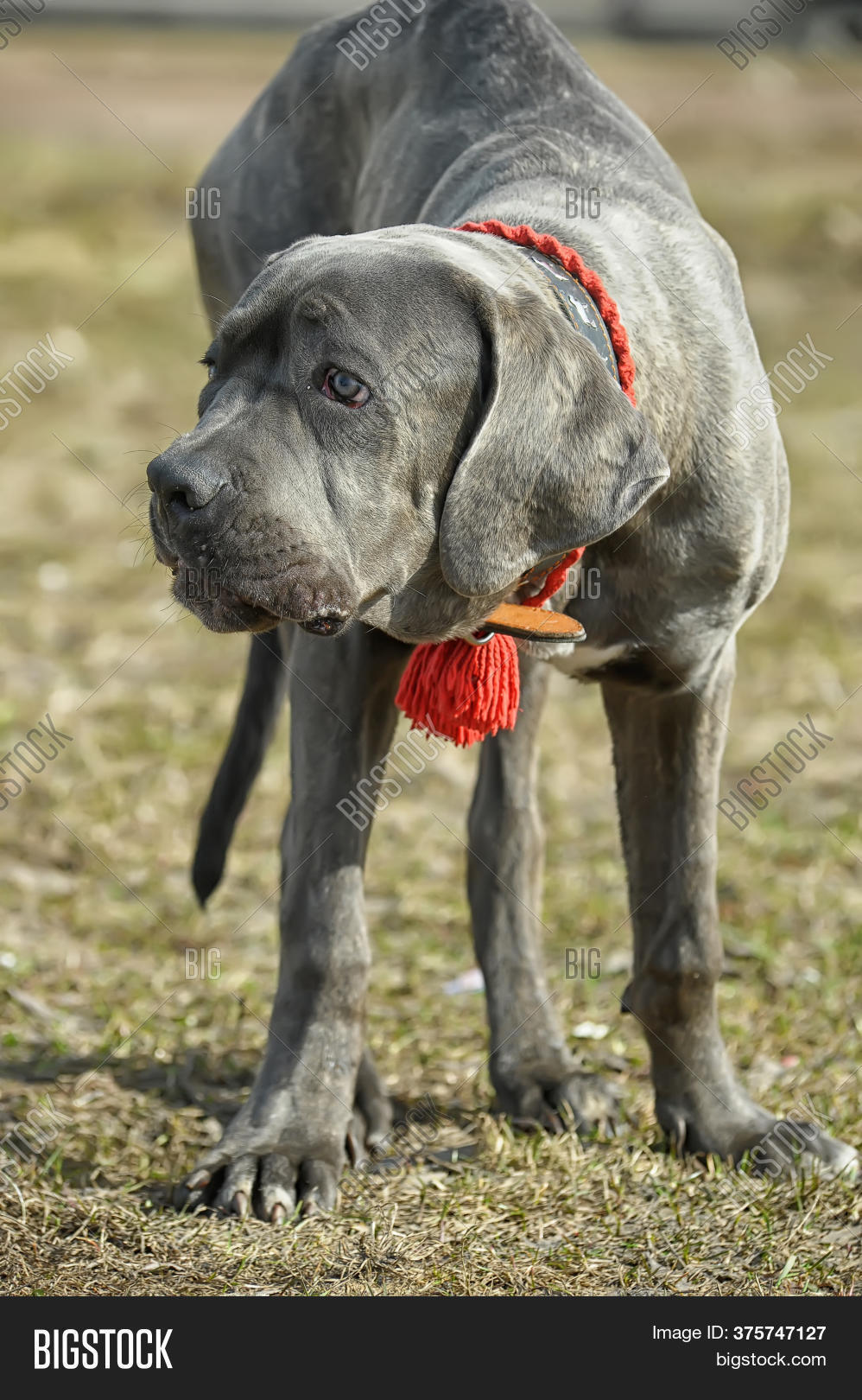 Gray Cane Corso Puppy Image & Photo (Free Trial) | Bigstock