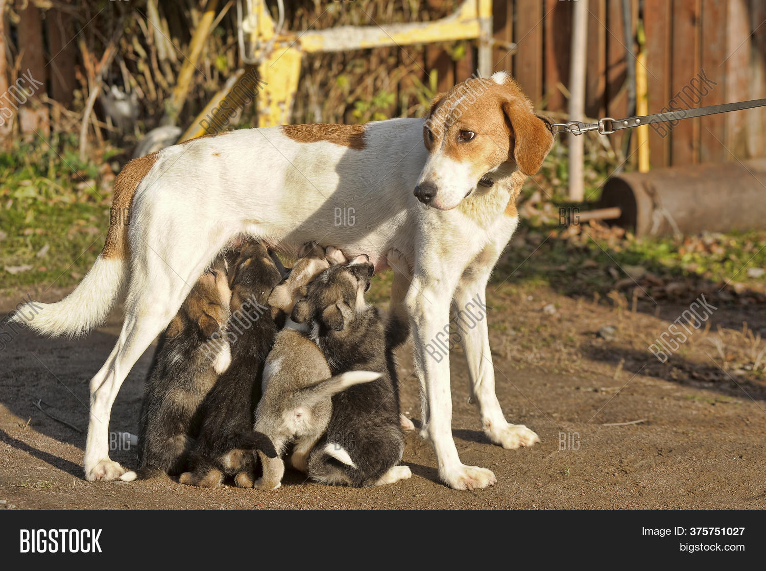 Hound Dog Puppies Image & Photo (Free Trial) | Bigstock