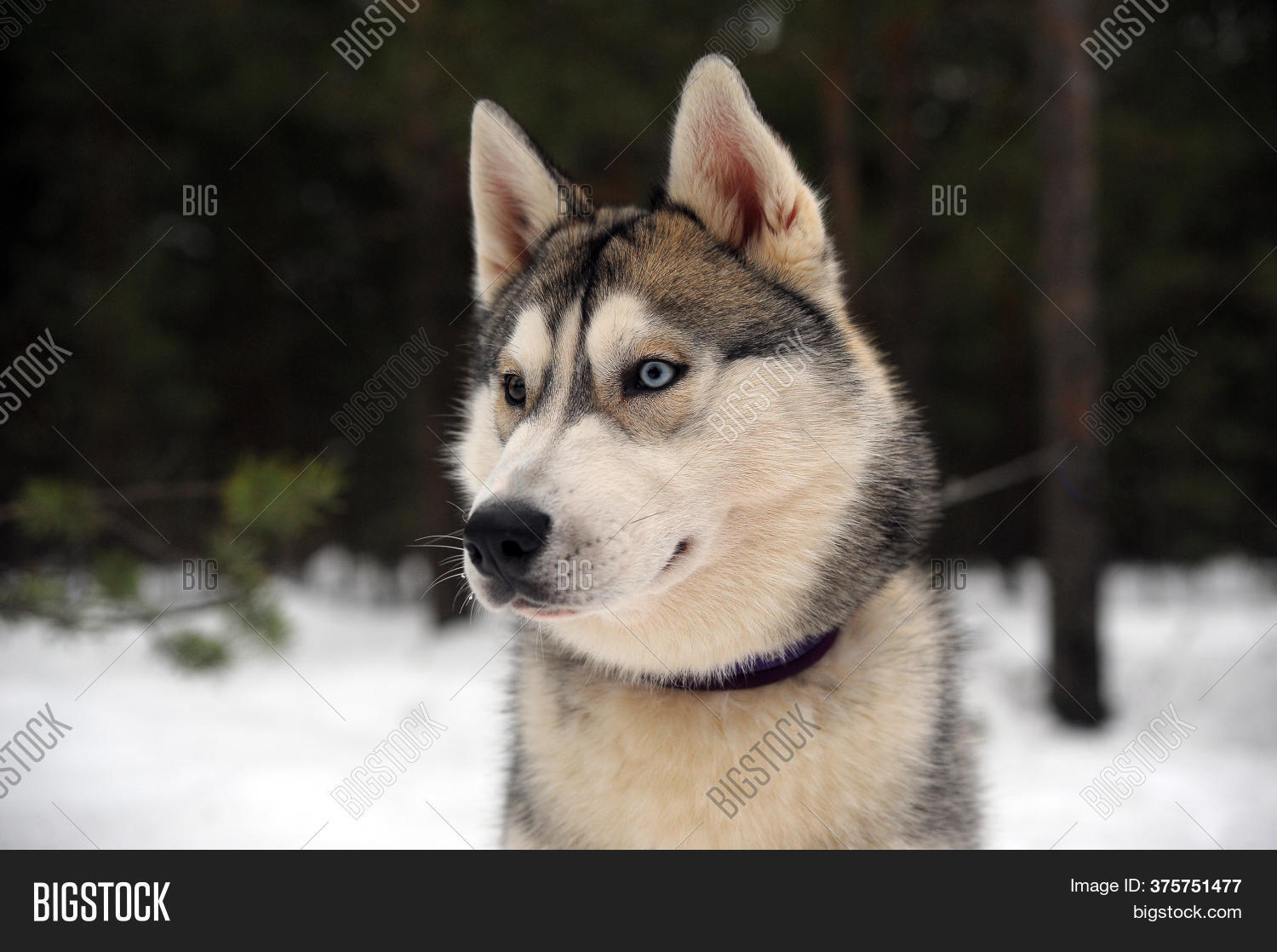Purebreed Huskey Field Image & Photo (Free Trial) | Bigstock
