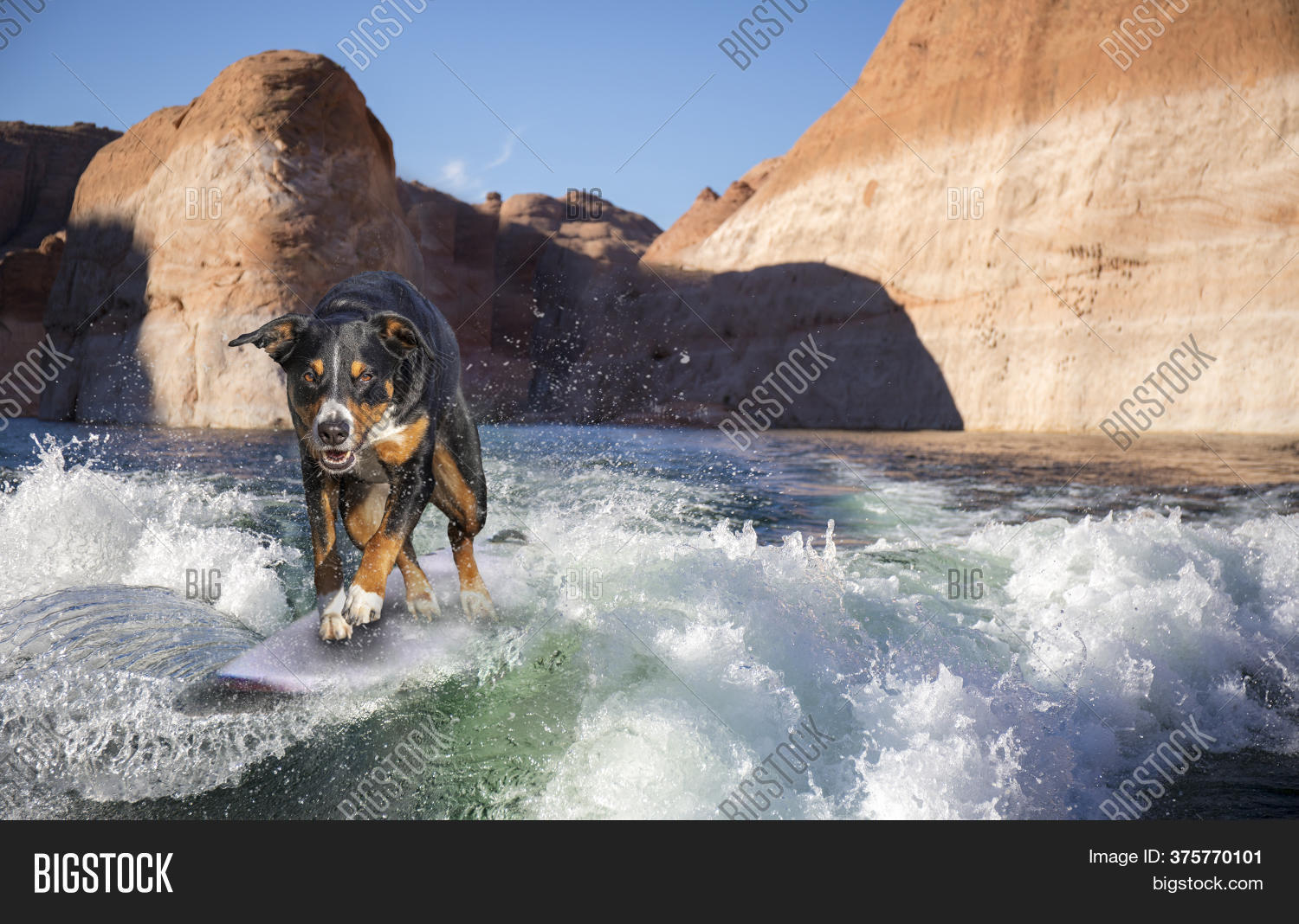 Dog Surfing On Wave, Image & Photo (Free Trial) | Bigstock