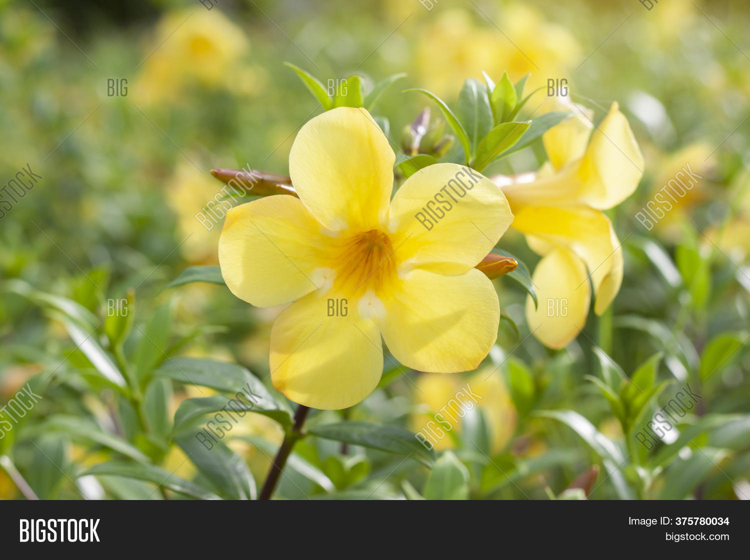 Yellow Allamanda Image & Photo (Free Trial) | Bigstock