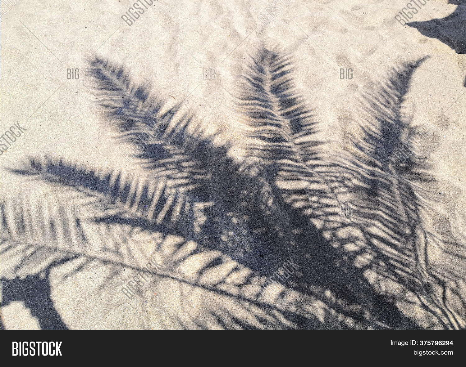 Shadow Palm Trees On Image & Photo (Free Trial) | Bigstock