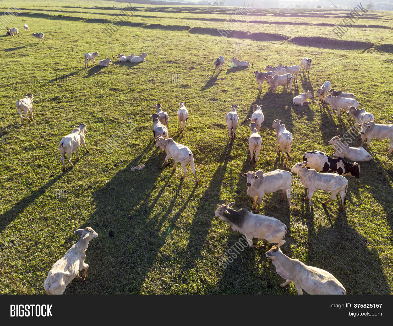 Cattle Herd Grazing Image & Photo (Free Trial) | Bigstock
