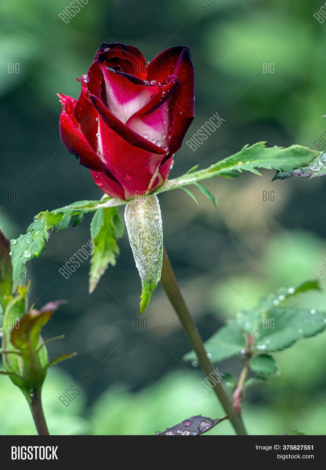Bright Red Rose Bud Image & Photo (Free Trial) | Bigstock