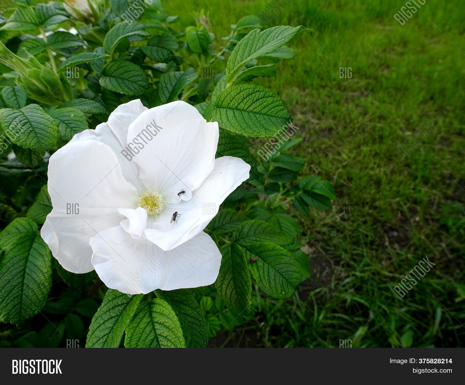 Delicate White Rosehip Image & Photo (Free Trial) | Bigstock