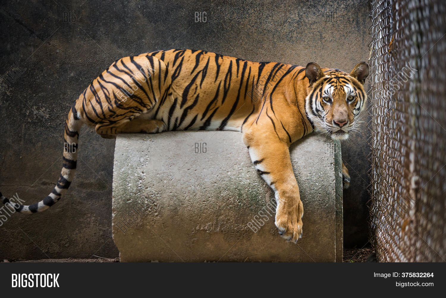 Tiger Lying Cage On Image & Photo (Free Trial) | Bigstock
