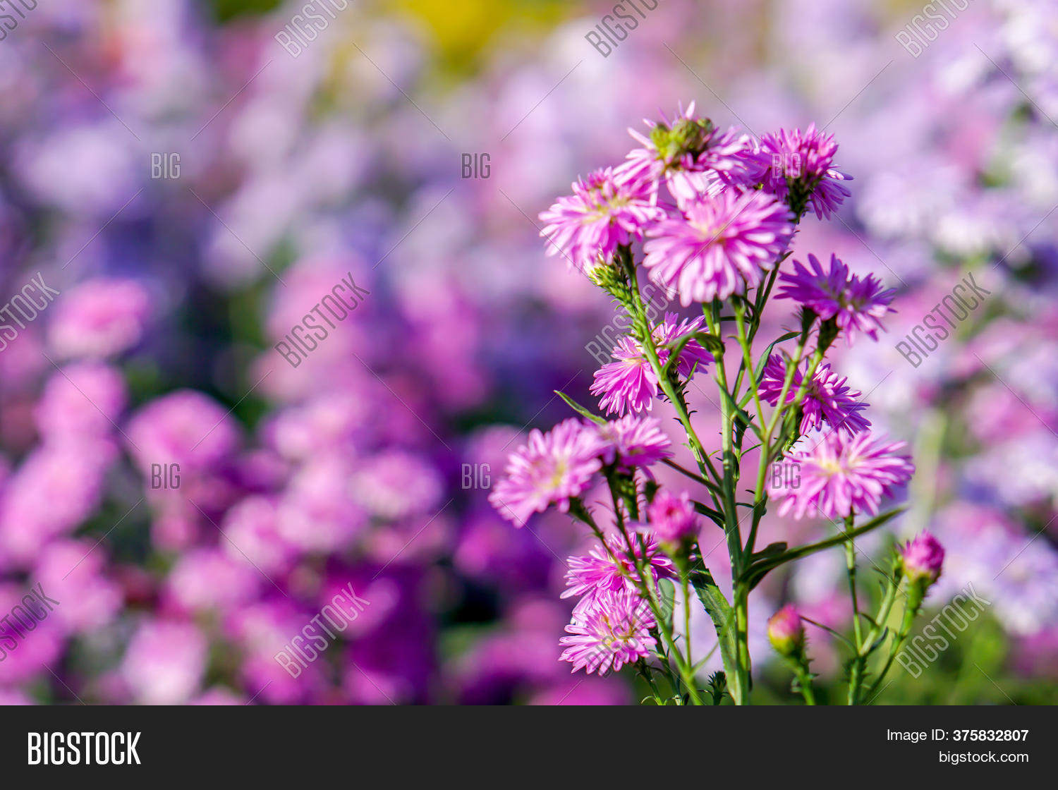 Closeup Crop Aster Image & Photo (Free Trial) | Bigstock