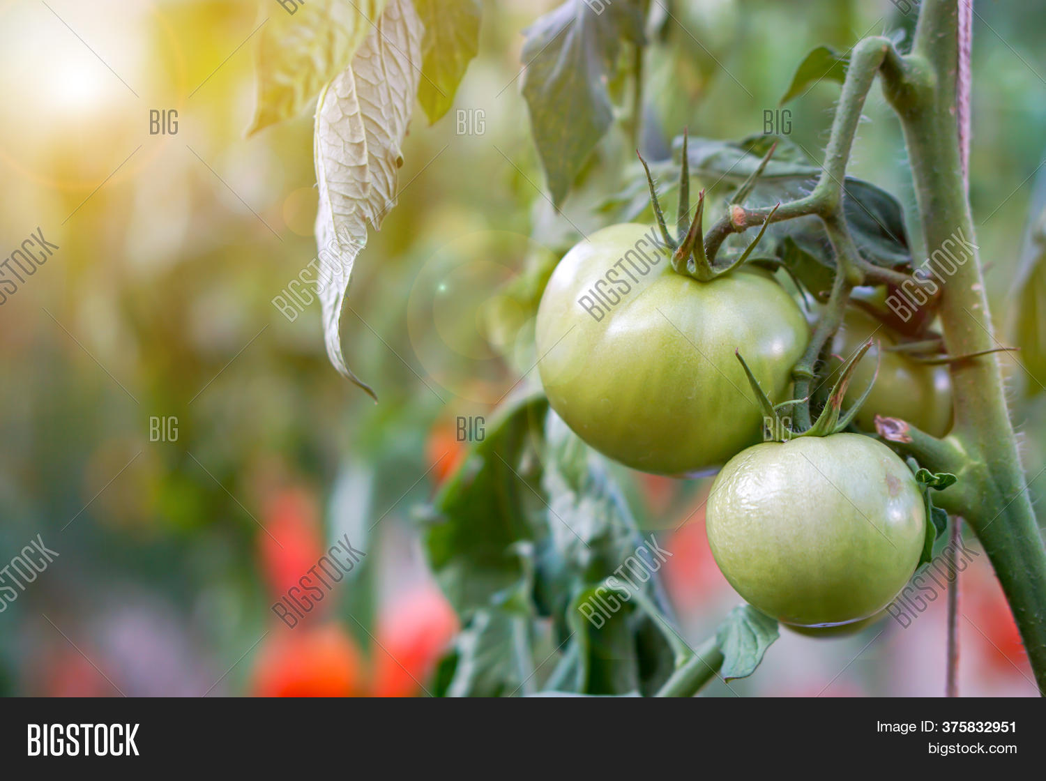Closeup Green Tomato Image & Photo (Free Trial) | Bigstock
