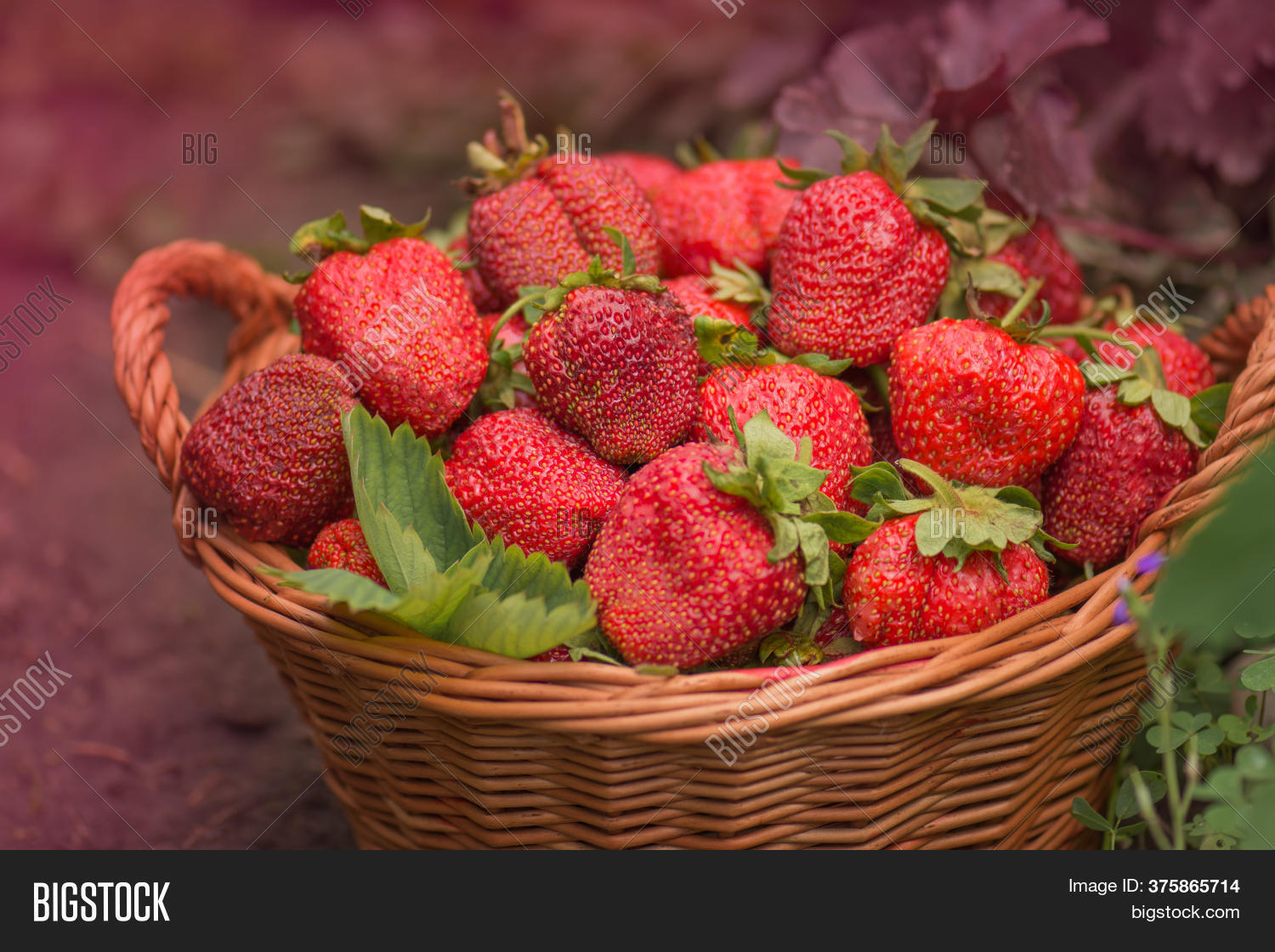 Strawberries Basket On Image & Photo (Free Trial) | Bigstock