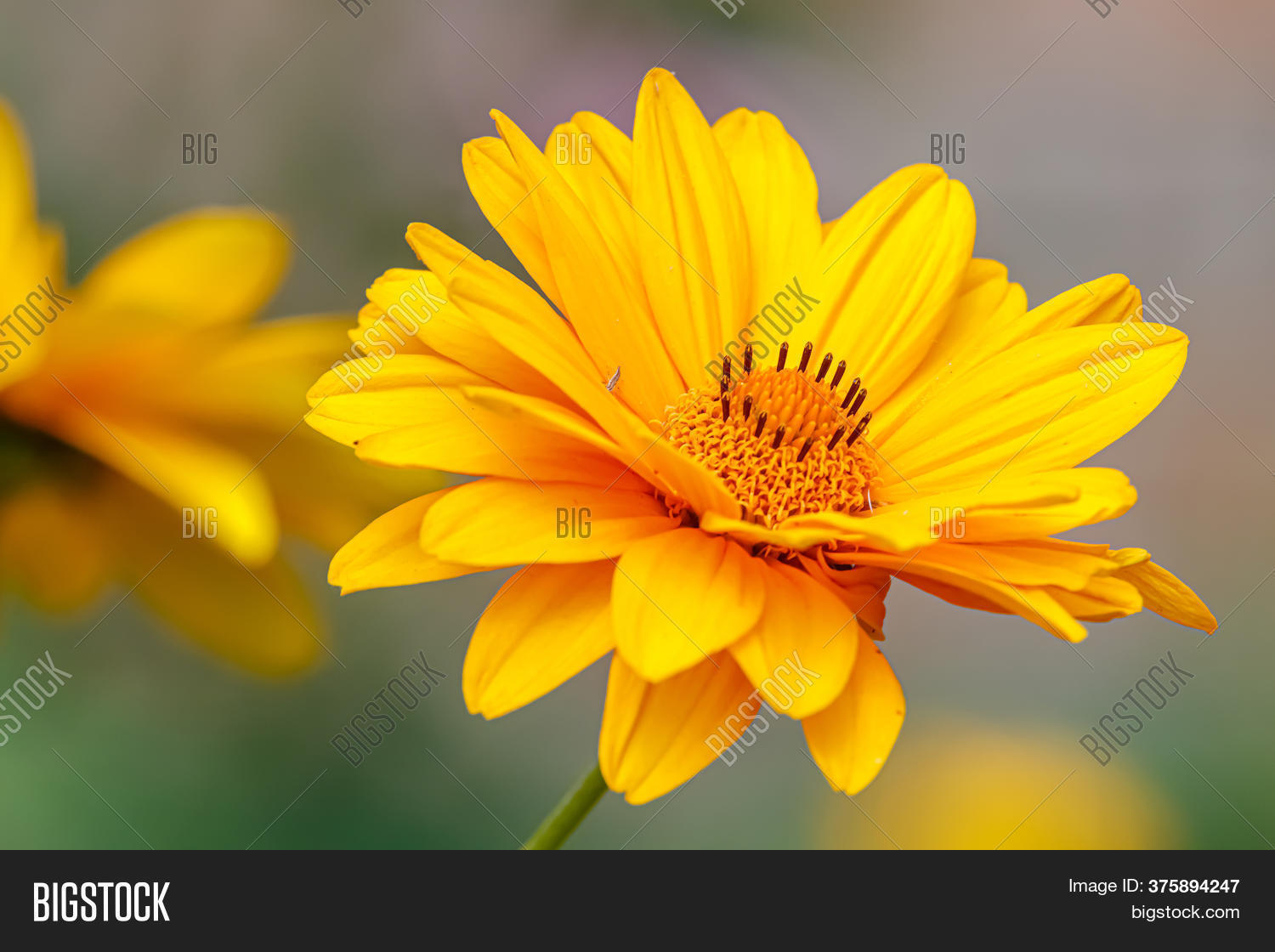 Bright Yellow Flower Image & Photo (Free Trial) | Bigstock