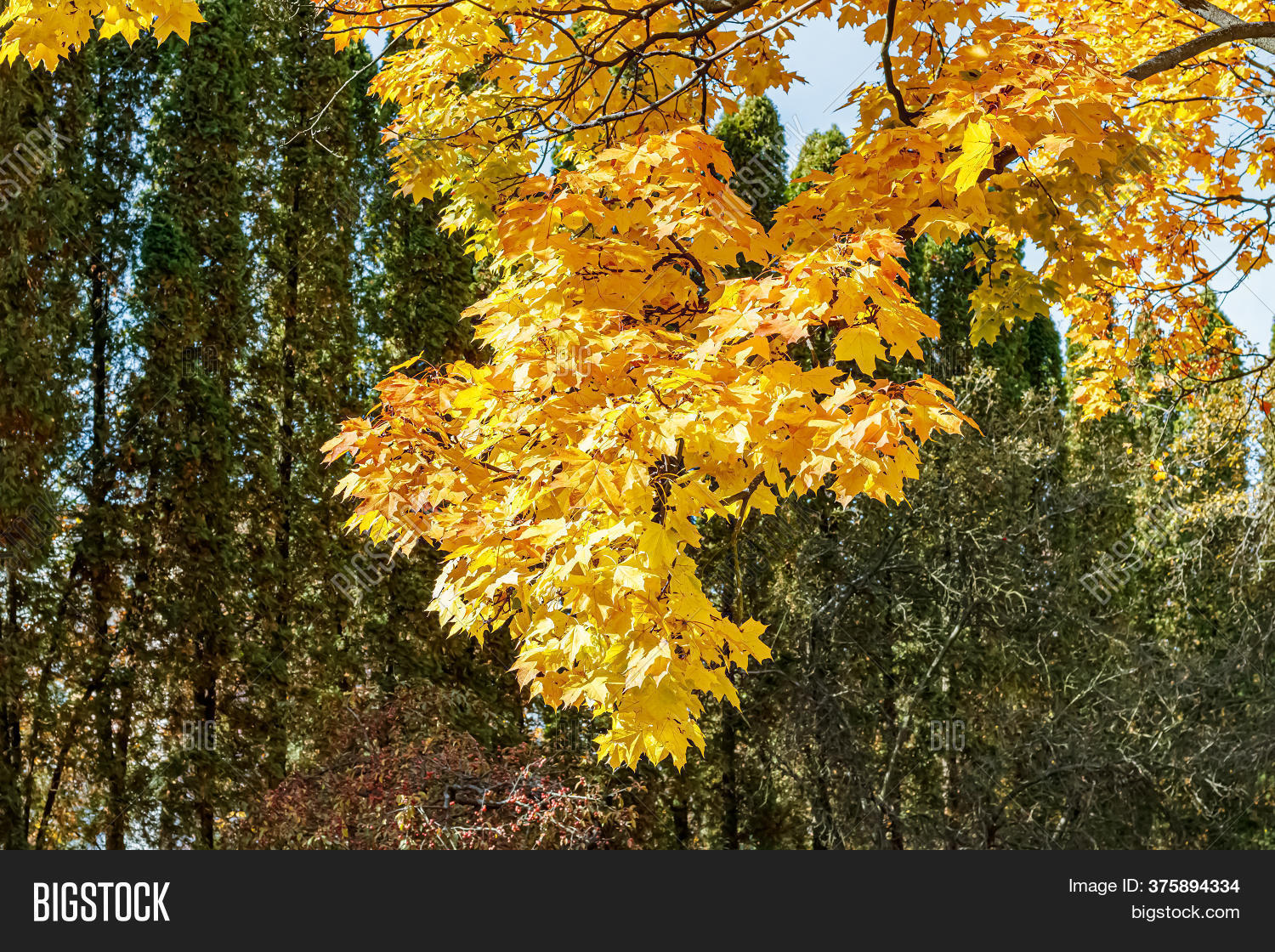 Bright Yellow Maple Image & Photo (Free Trial) | Bigstock