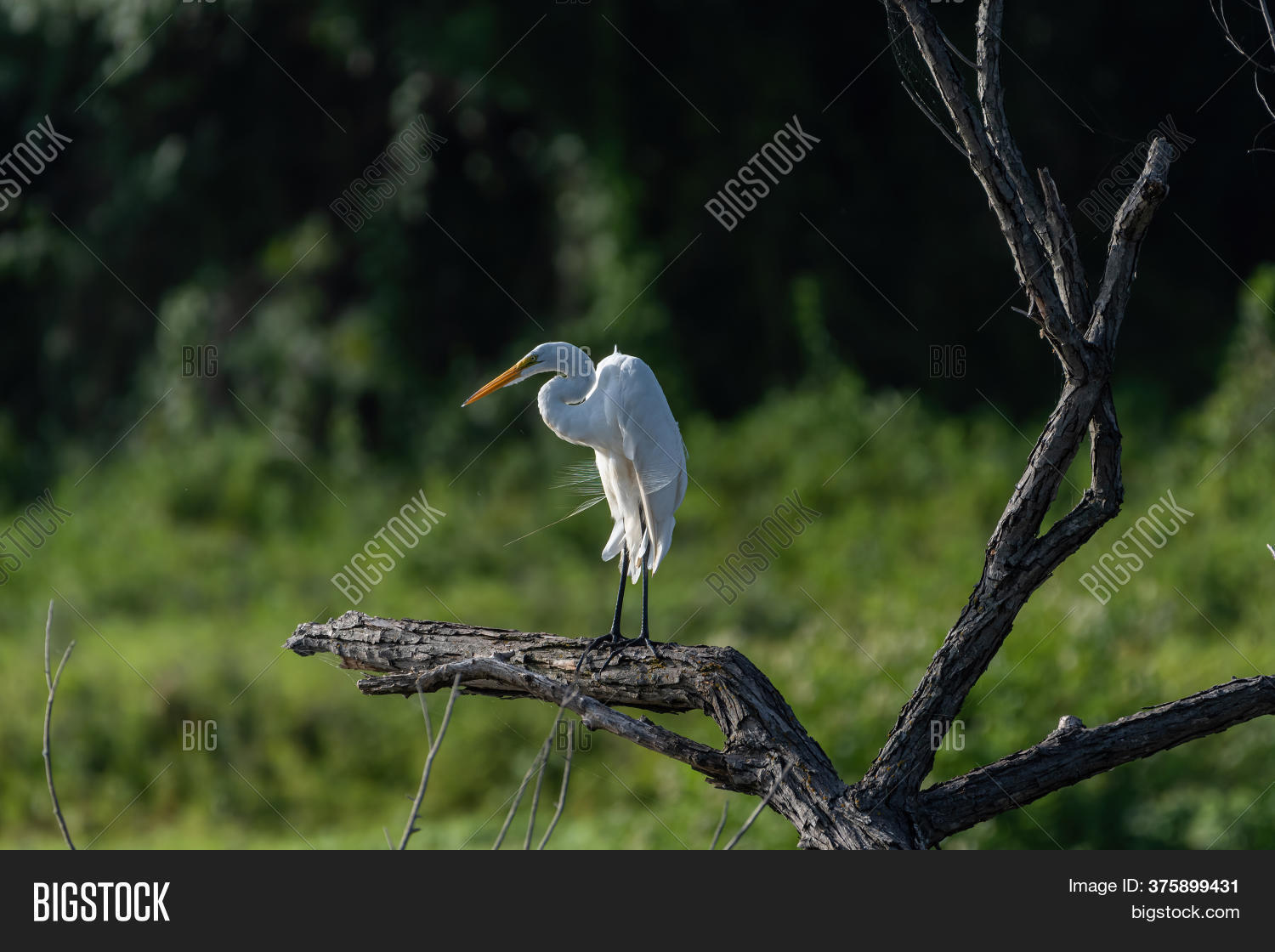 Great White Egret Image & Photo (Free Trial) | Bigstock