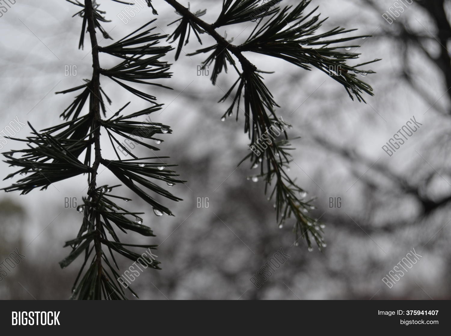 Spring Peak Flowering Image & Photo (Free Trial) | Bigstock