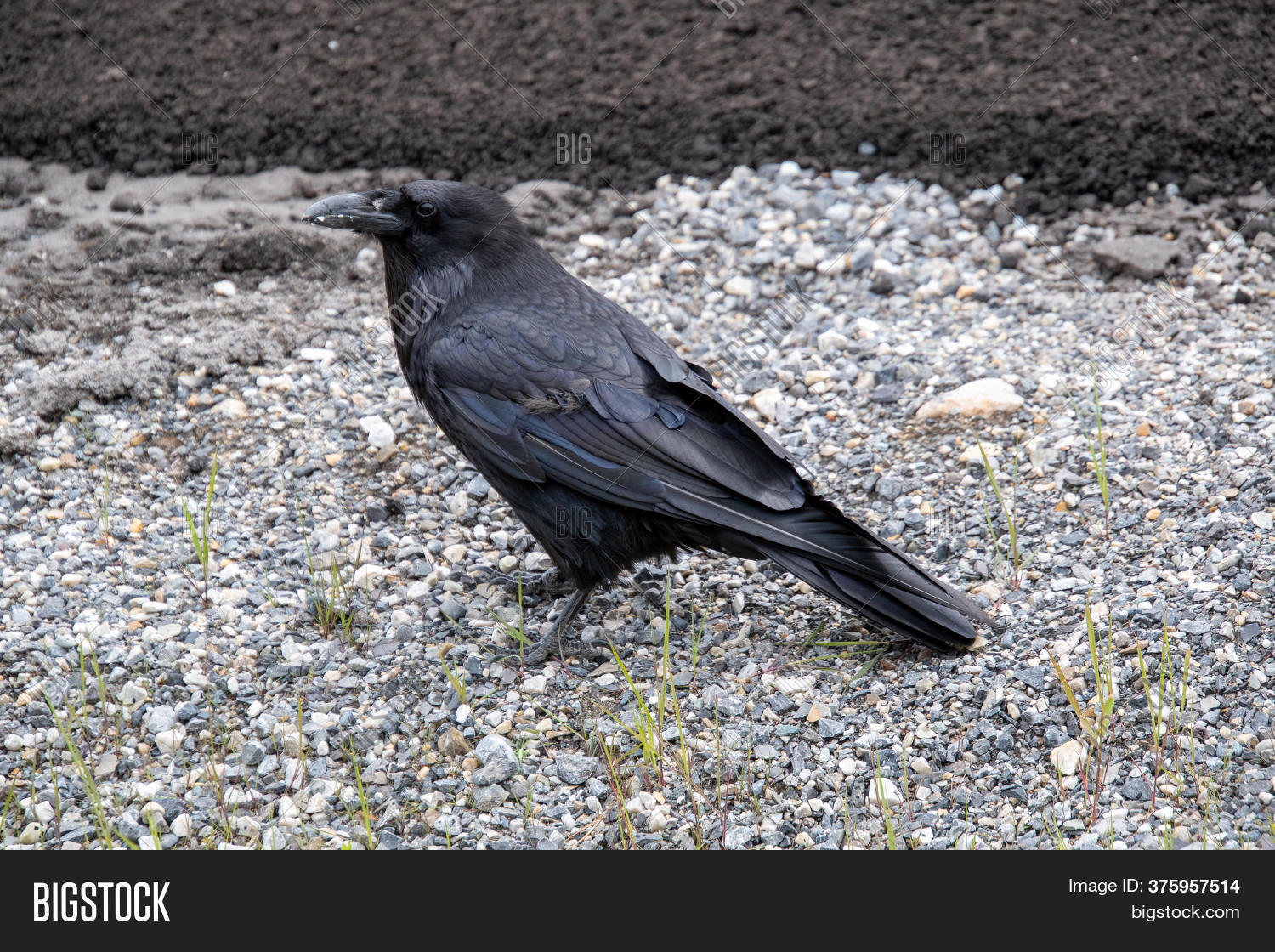 Raven Perching On Image & Photo (Free Trial) | Bigstock