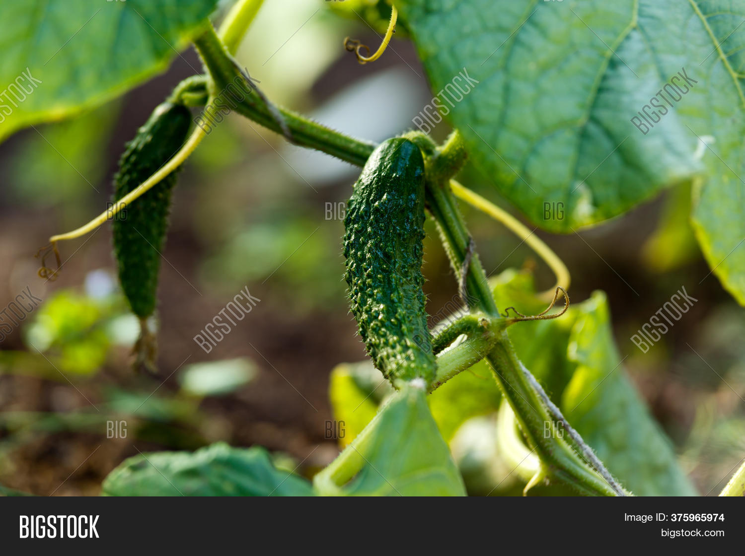 Cucumber Gherkin Fruit Image & Photo (Free Trial) | Bigstock