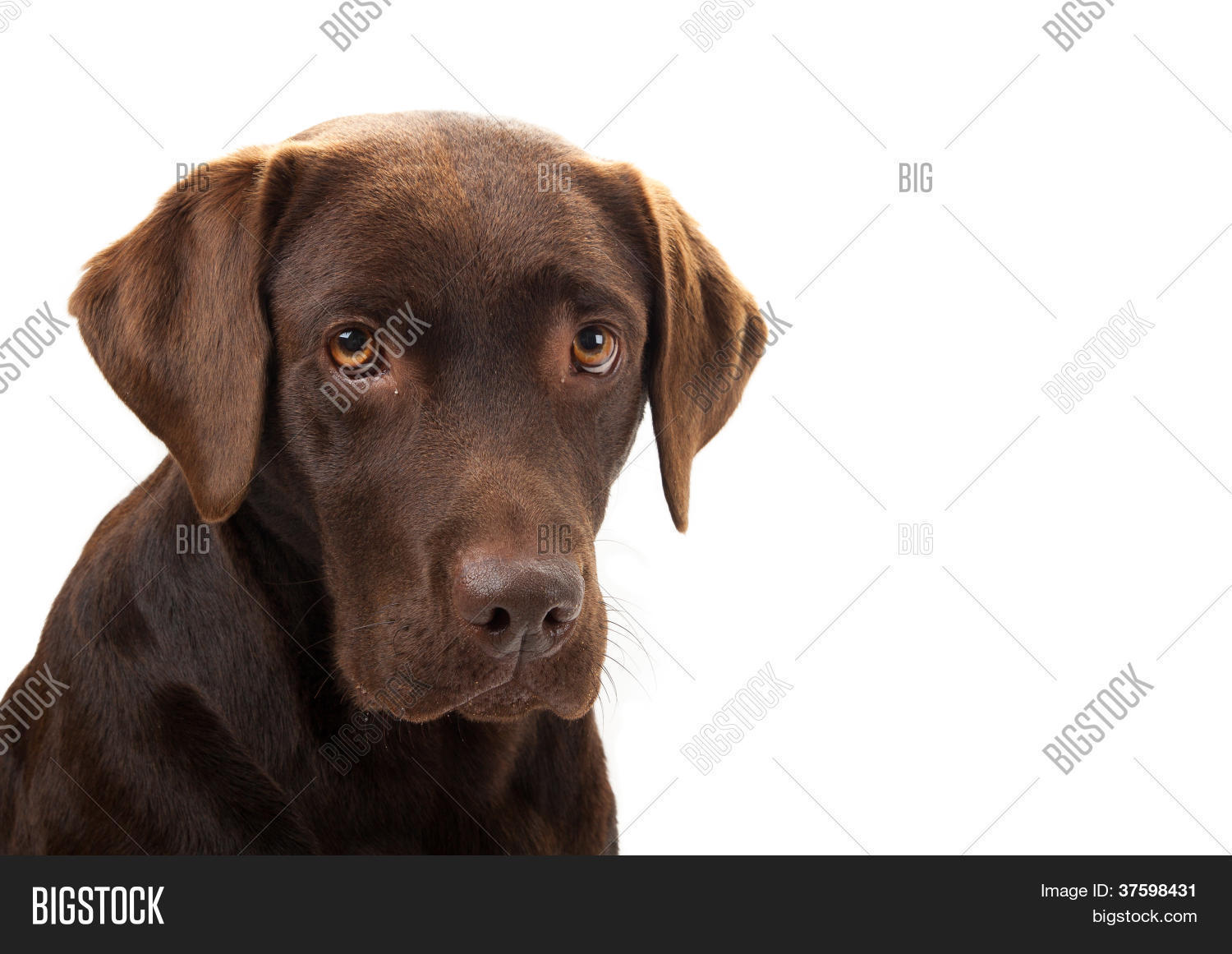 Brown Labrador Looking Image & Photo (Free Trial) | Bigstock
